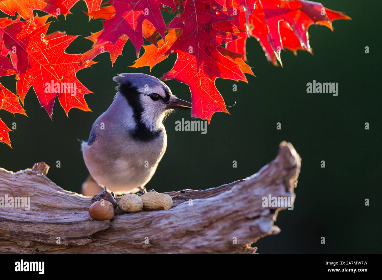 Jay perched in an oak tree hi-res stock photography and images - Alamy