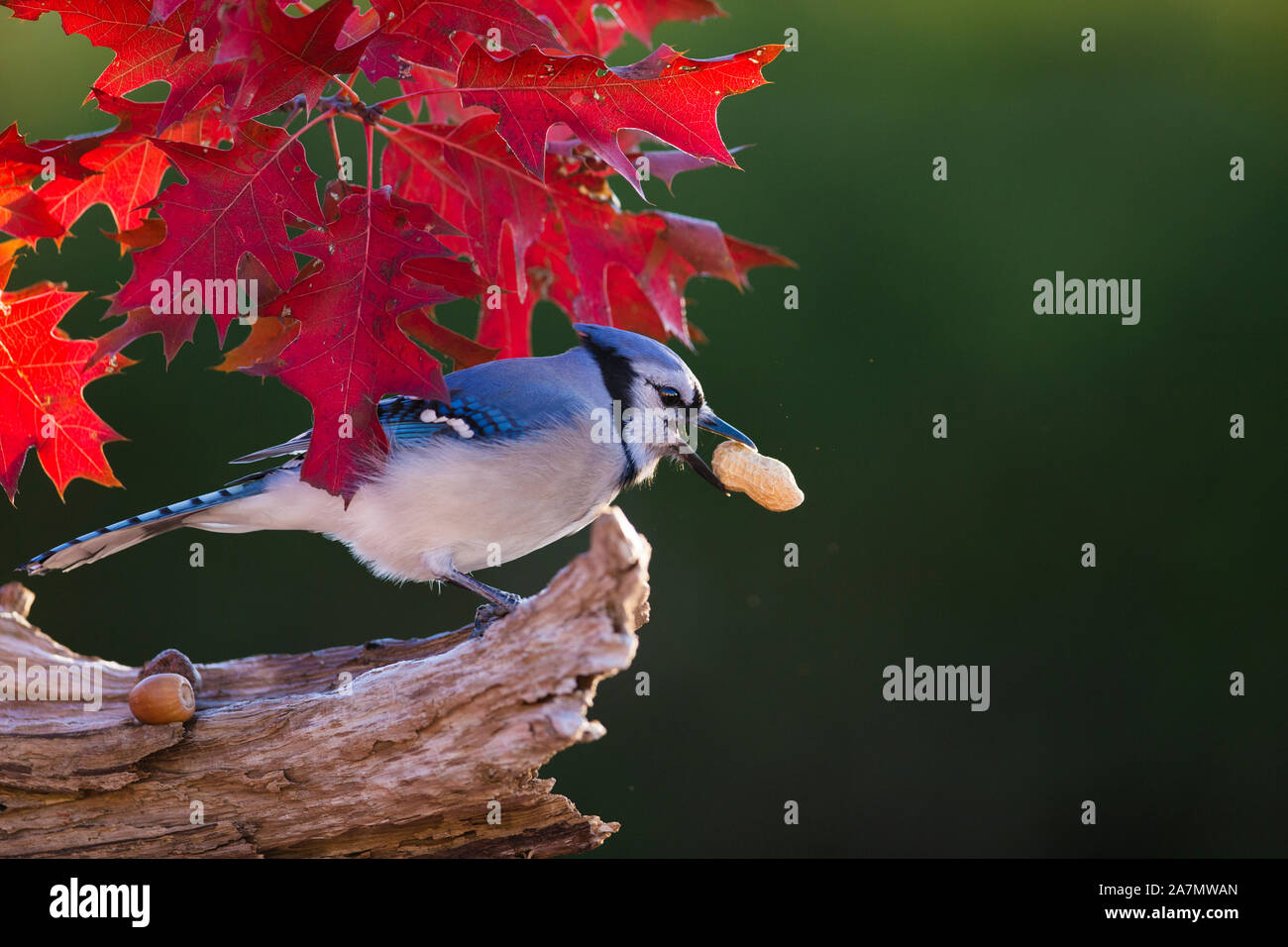 Jay perched in an oak tree hi-res stock photography and images - Alamy