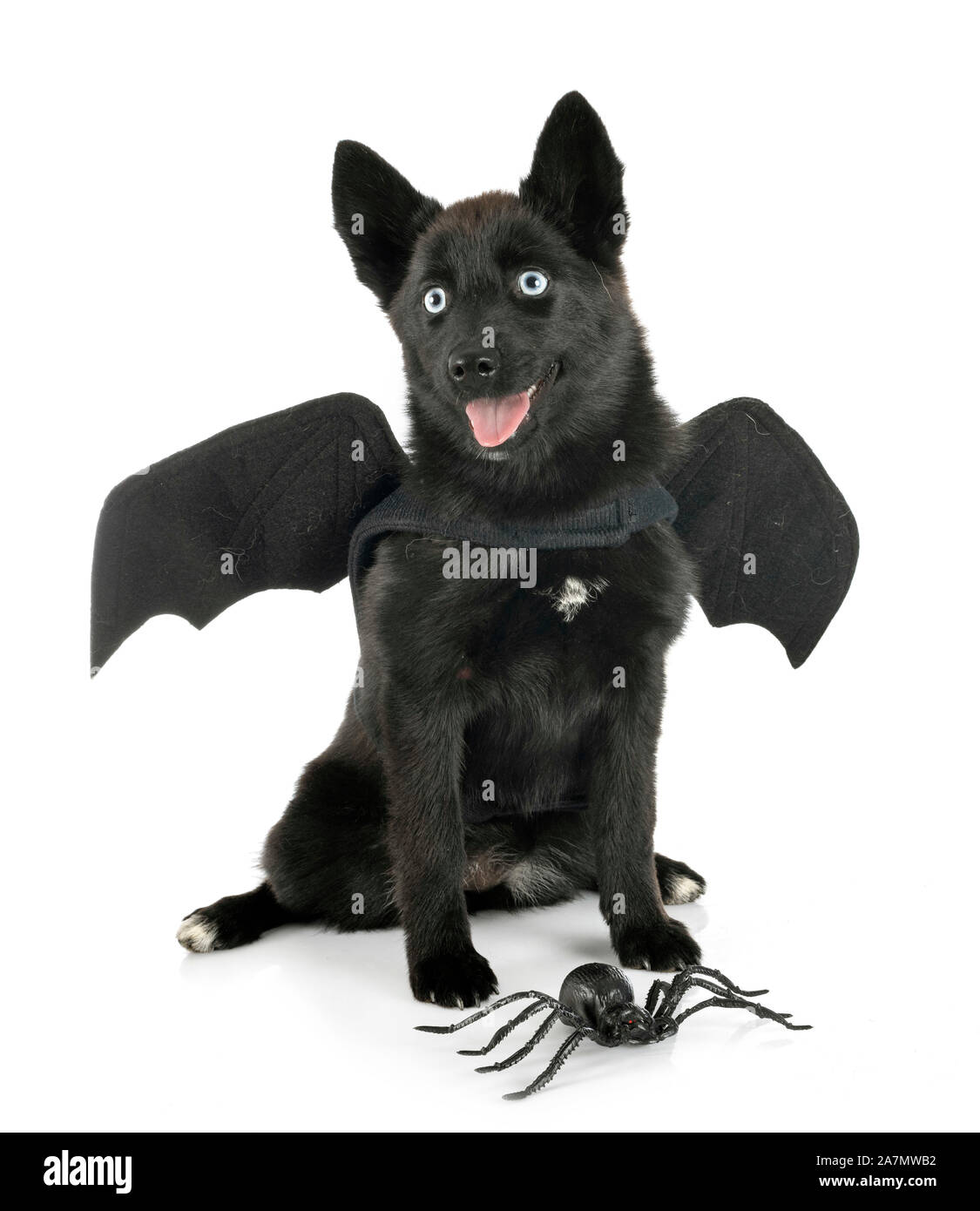 black pomsky in front of white background Stock Photo - Alamy