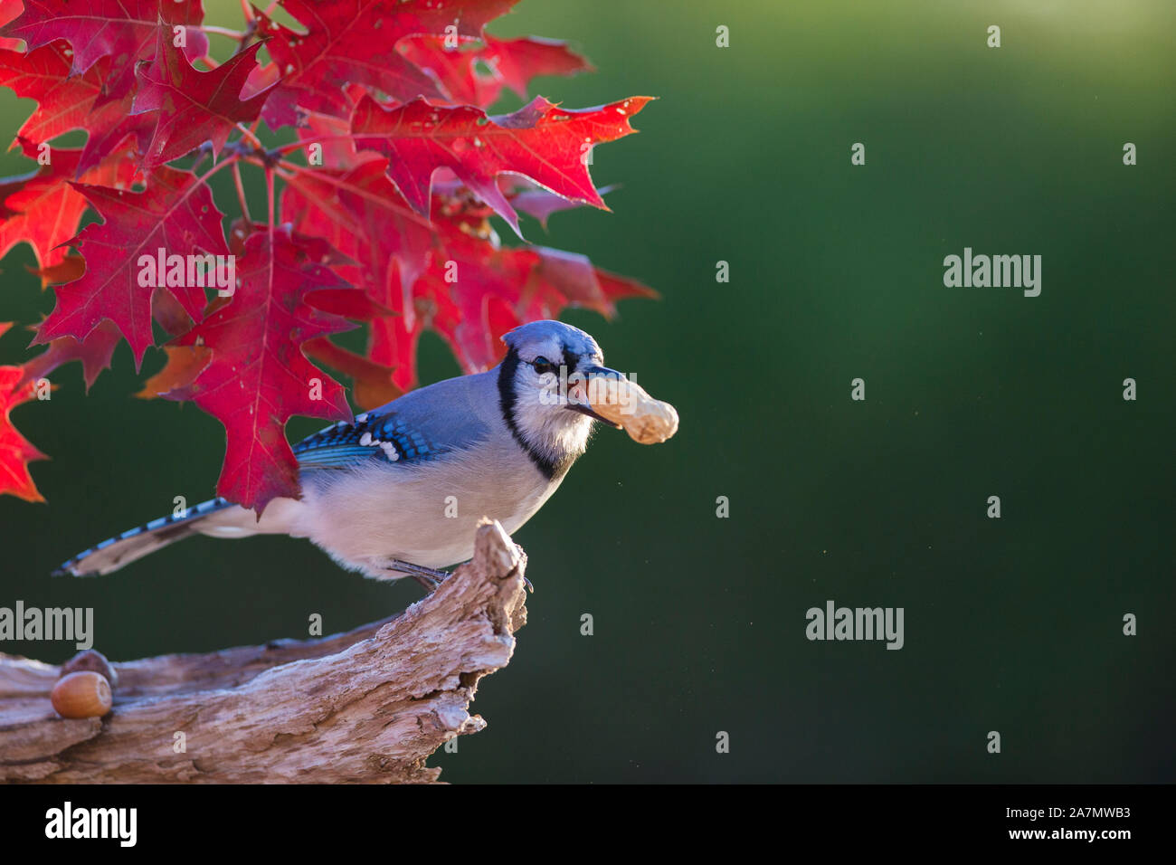 Blue jay in fall Stock Photo - Alamy