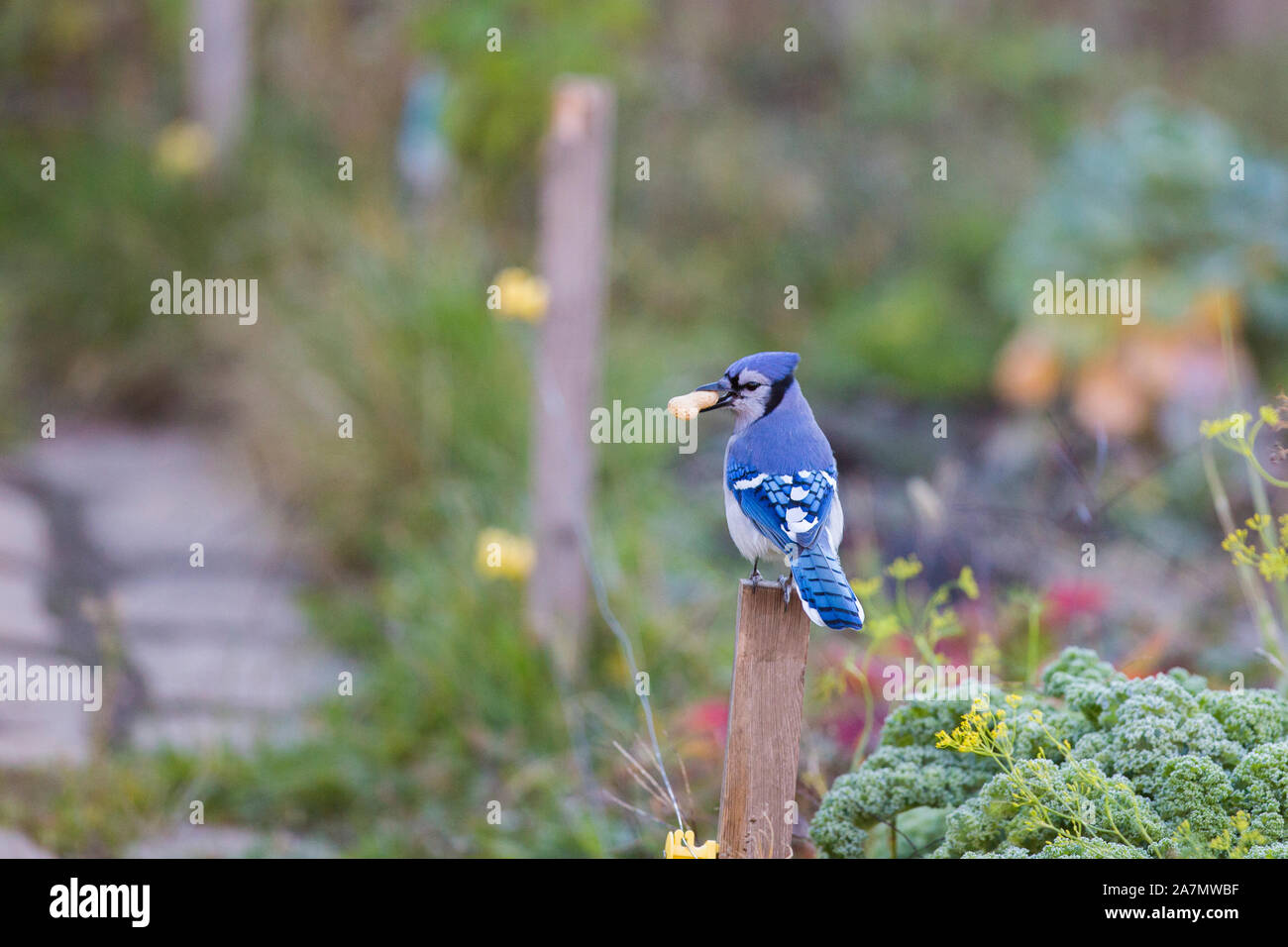 Blue jay in fall Stock Photo - Alamy