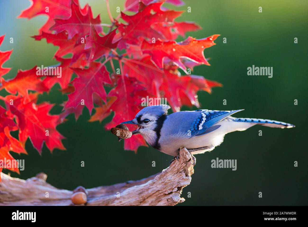 Jay perched in an oak tree hi-res stock photography and images - Alamy