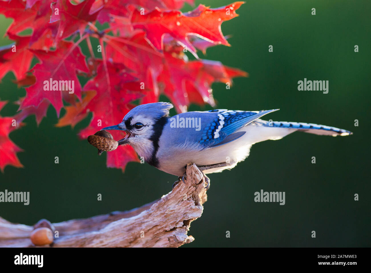 Blue jay in fall Stock Photo - Alamy