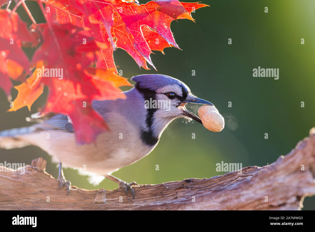 Blue jay with bokeh background hi-res stock photography and images - Alamy