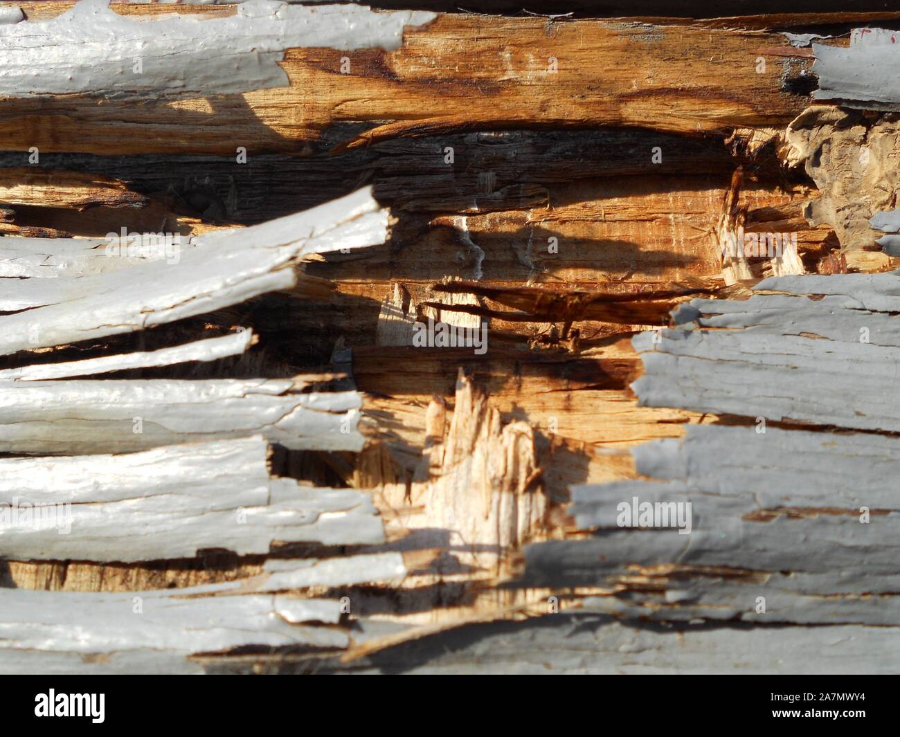 Background texture brown wood, closeup fracture. Fracture consisting of ...