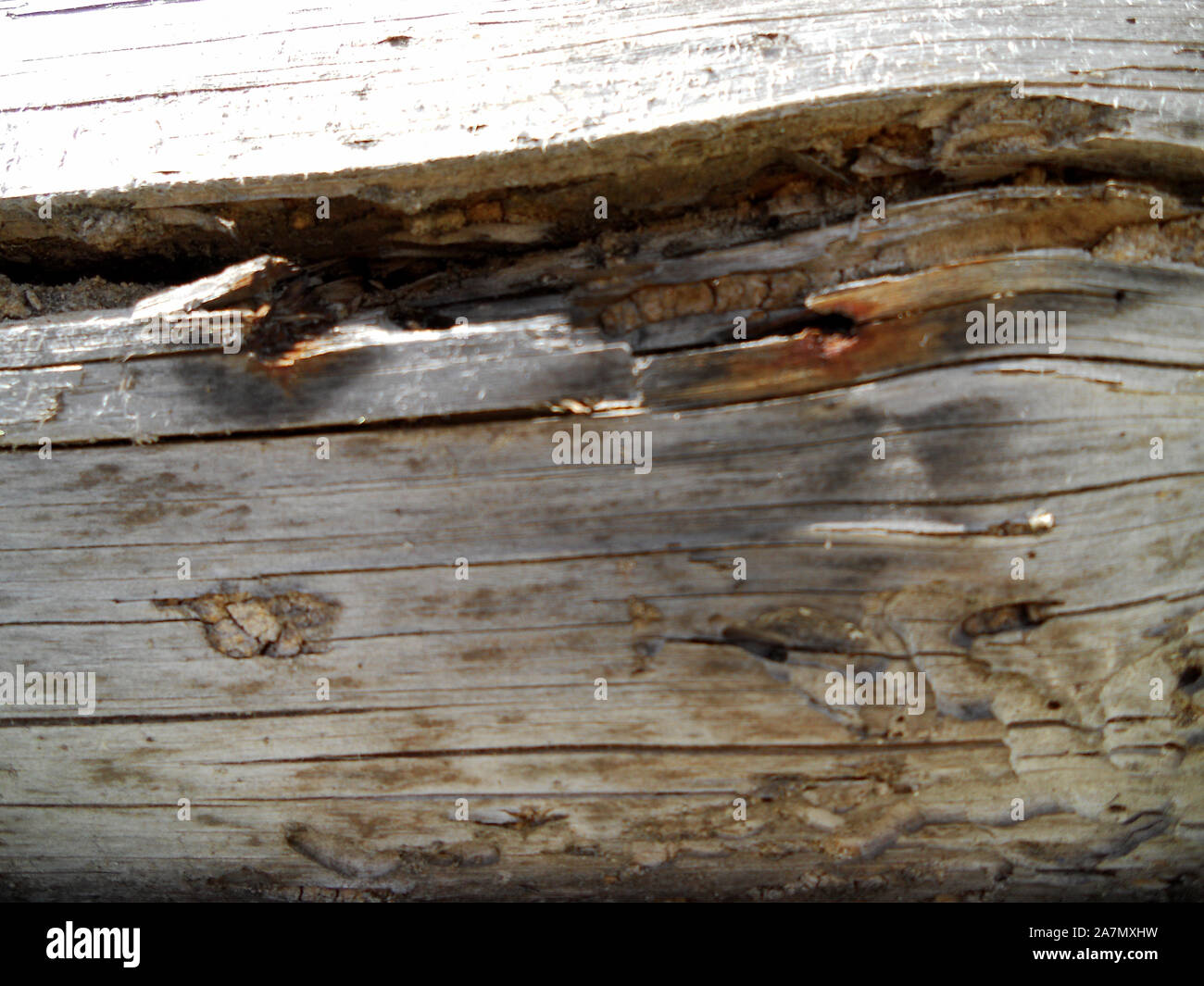 Background texture brown wood, closeup fracture. Fracture consisting of ...