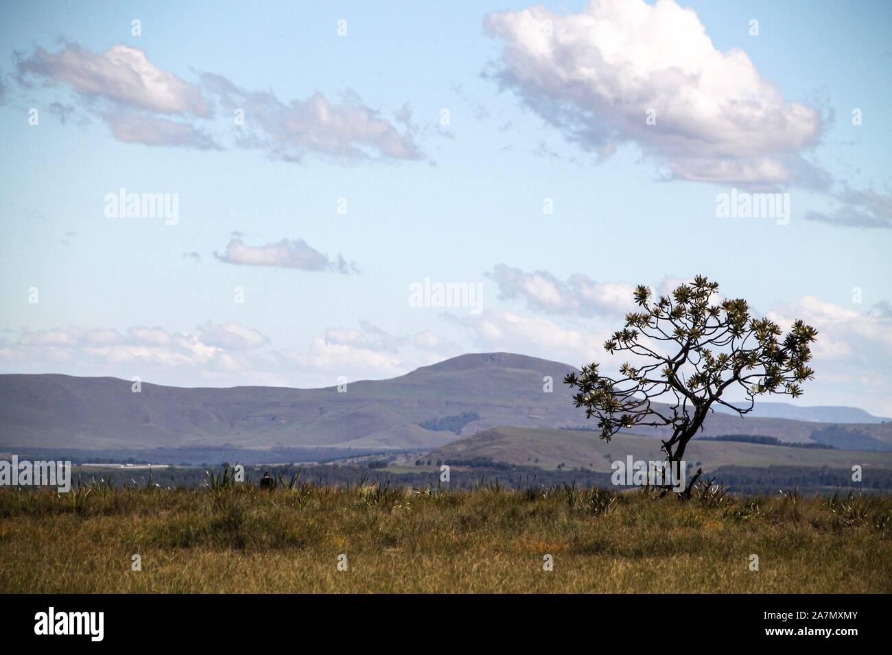 Lonely Tree standing between mountains Stock Photo - Alamy