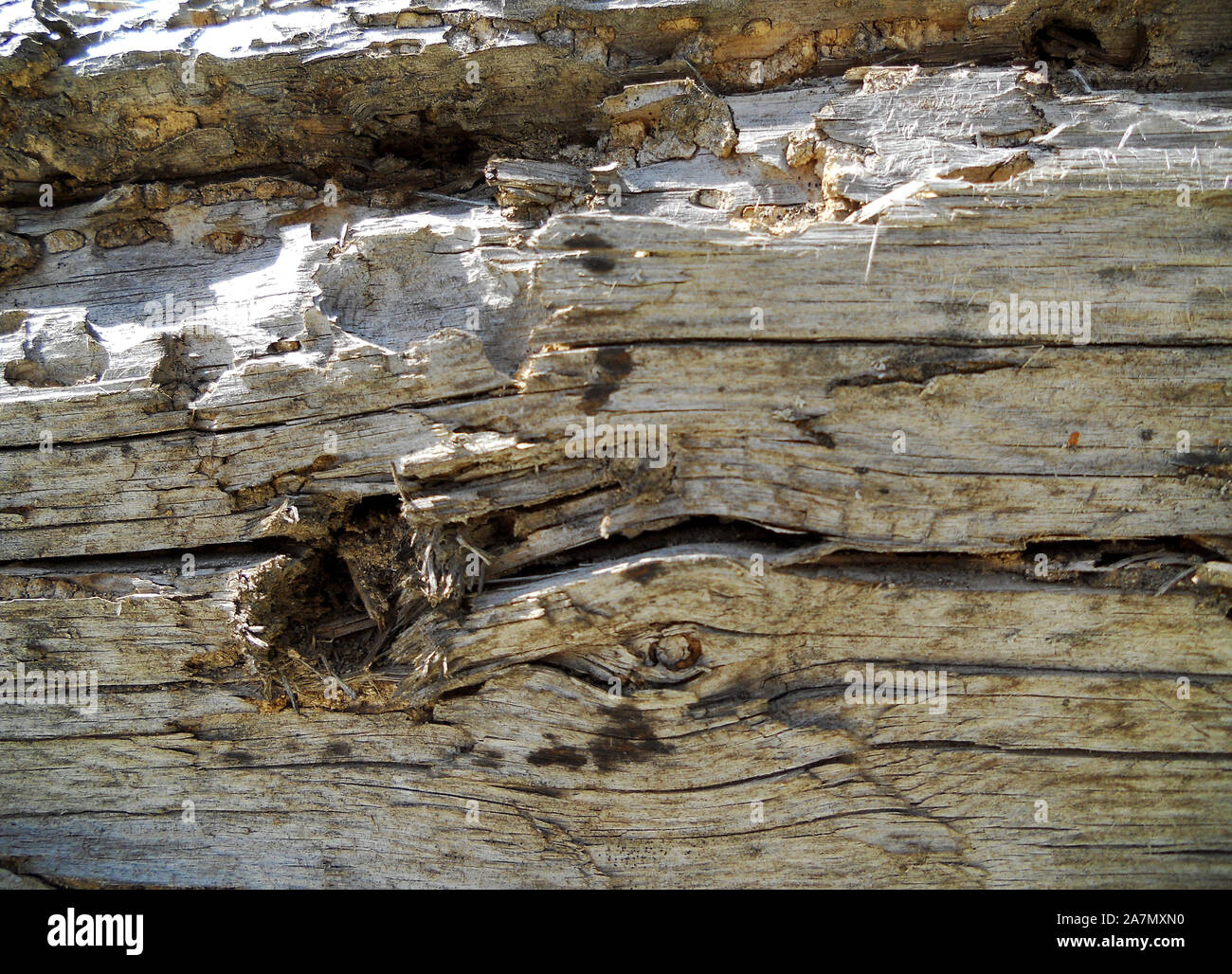 Background texture brown wood, closeup fracture. Fracture consisting of ...