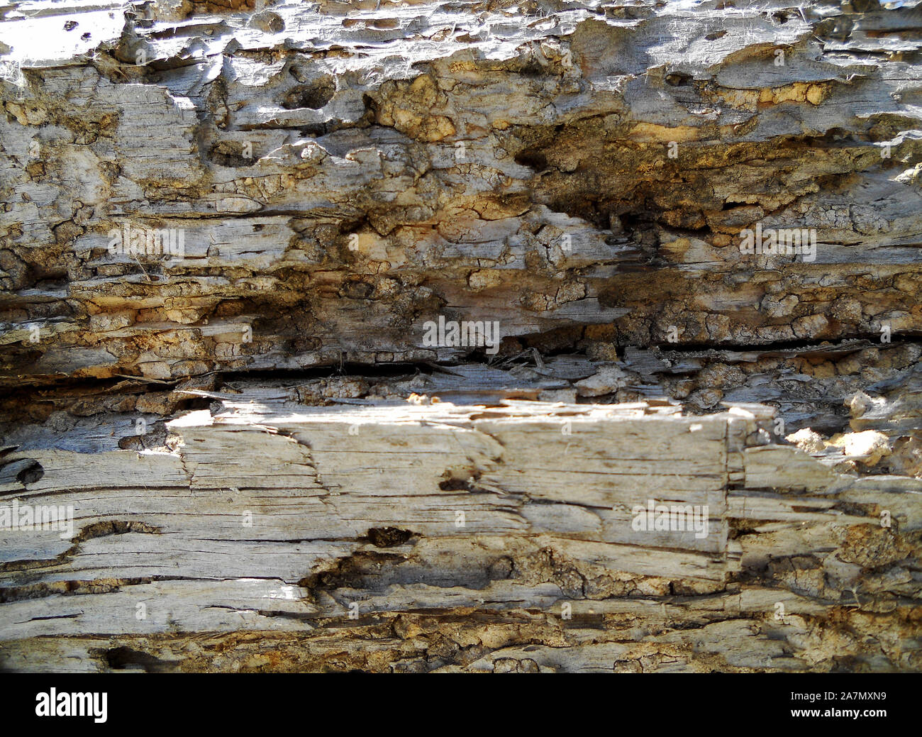 Background texture brown wood, closeup fracture. Fracture consisting of ...