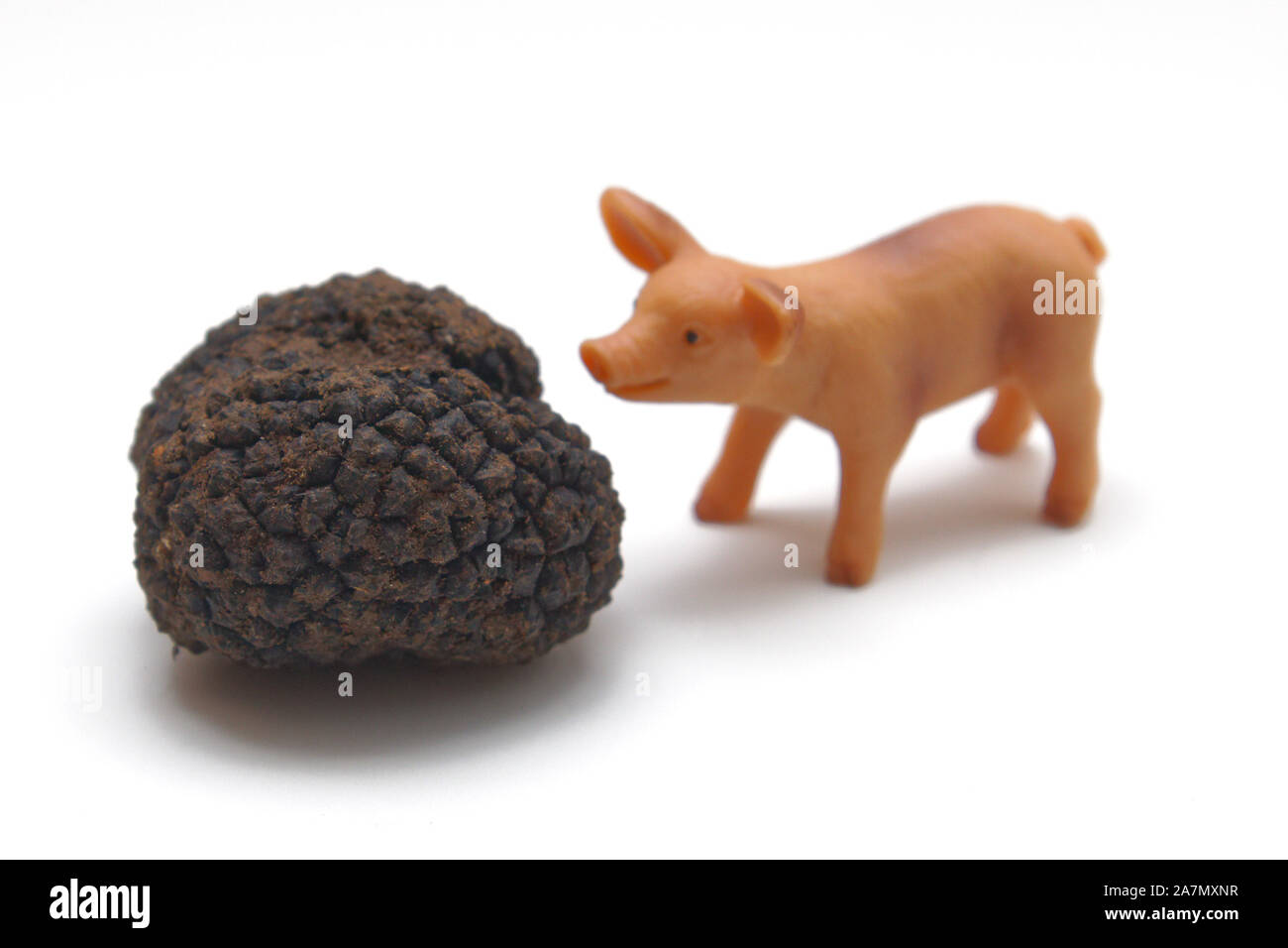 Pig mushroom Cut Out Stock Images & Pictures - Alamy