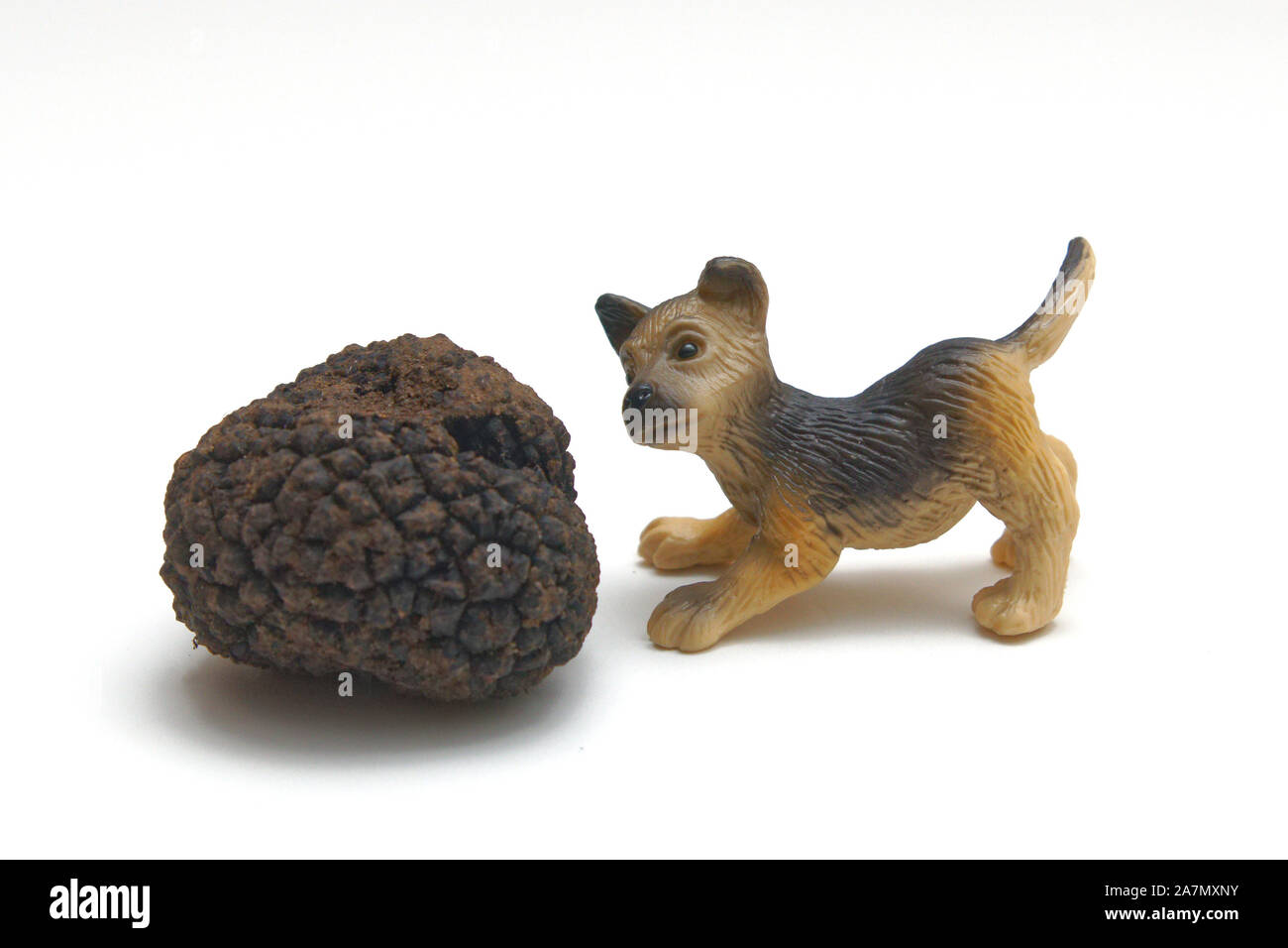 Italy truffle dog hi-res stock photography and images - Alamy