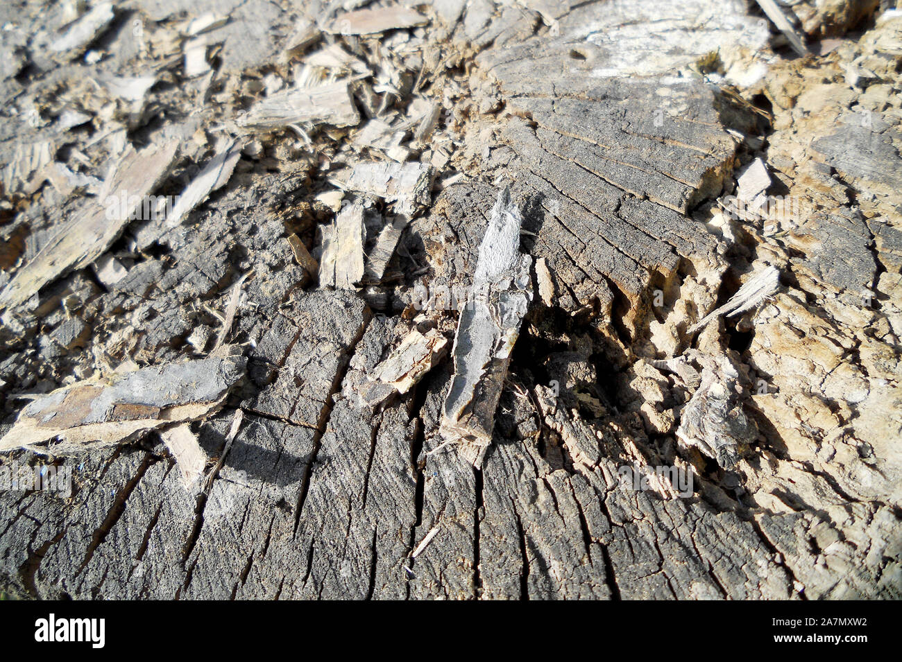 Background texture brown wood, closeup fracture. Fracture consisting of ...