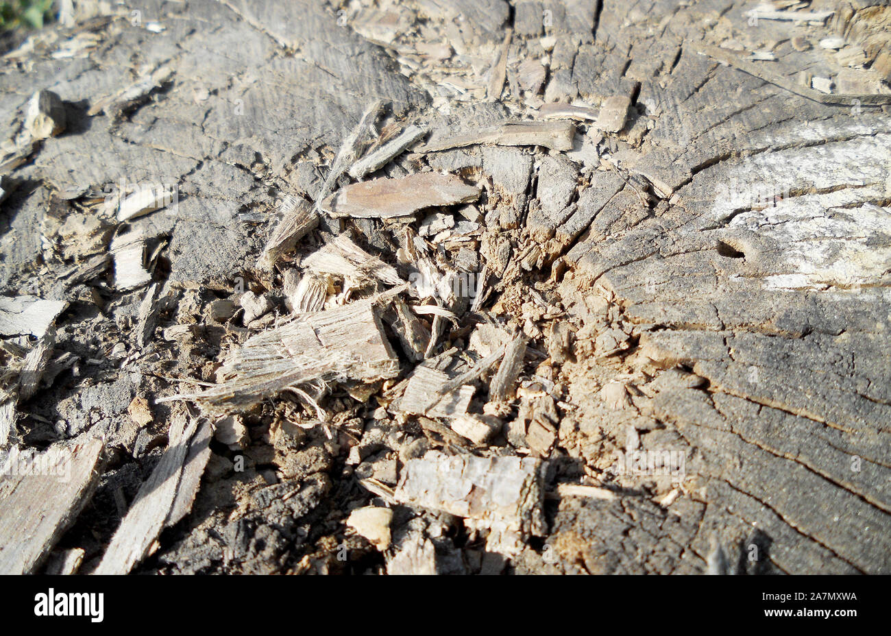 Background texture brown wood, closeup fracture. Fracture consisting of ...