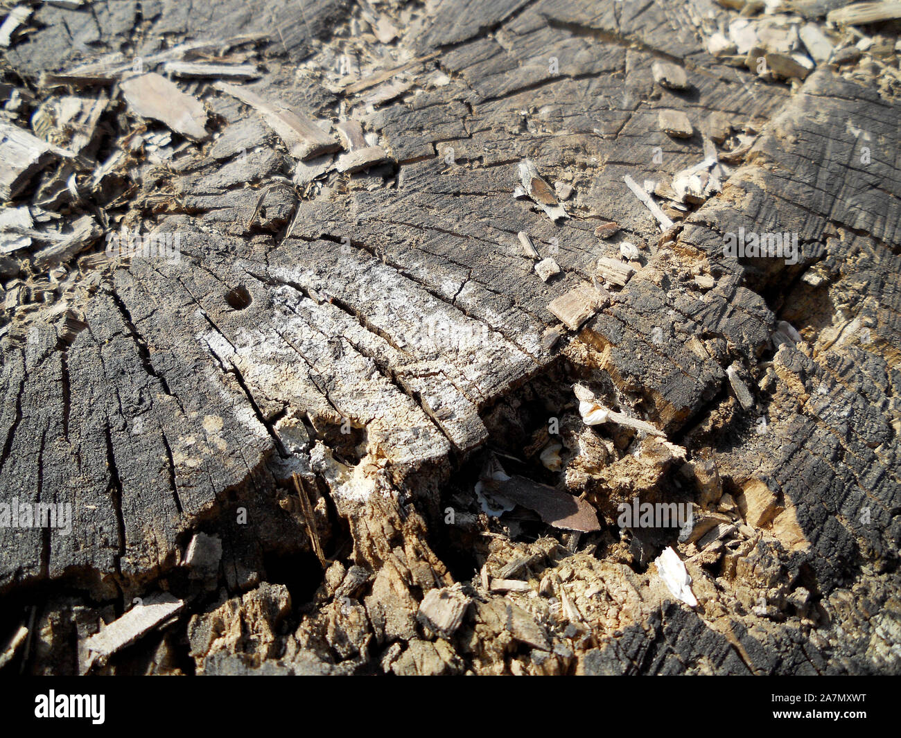 Background texture brown wood, closeup fracture. Fracture consisting of ...