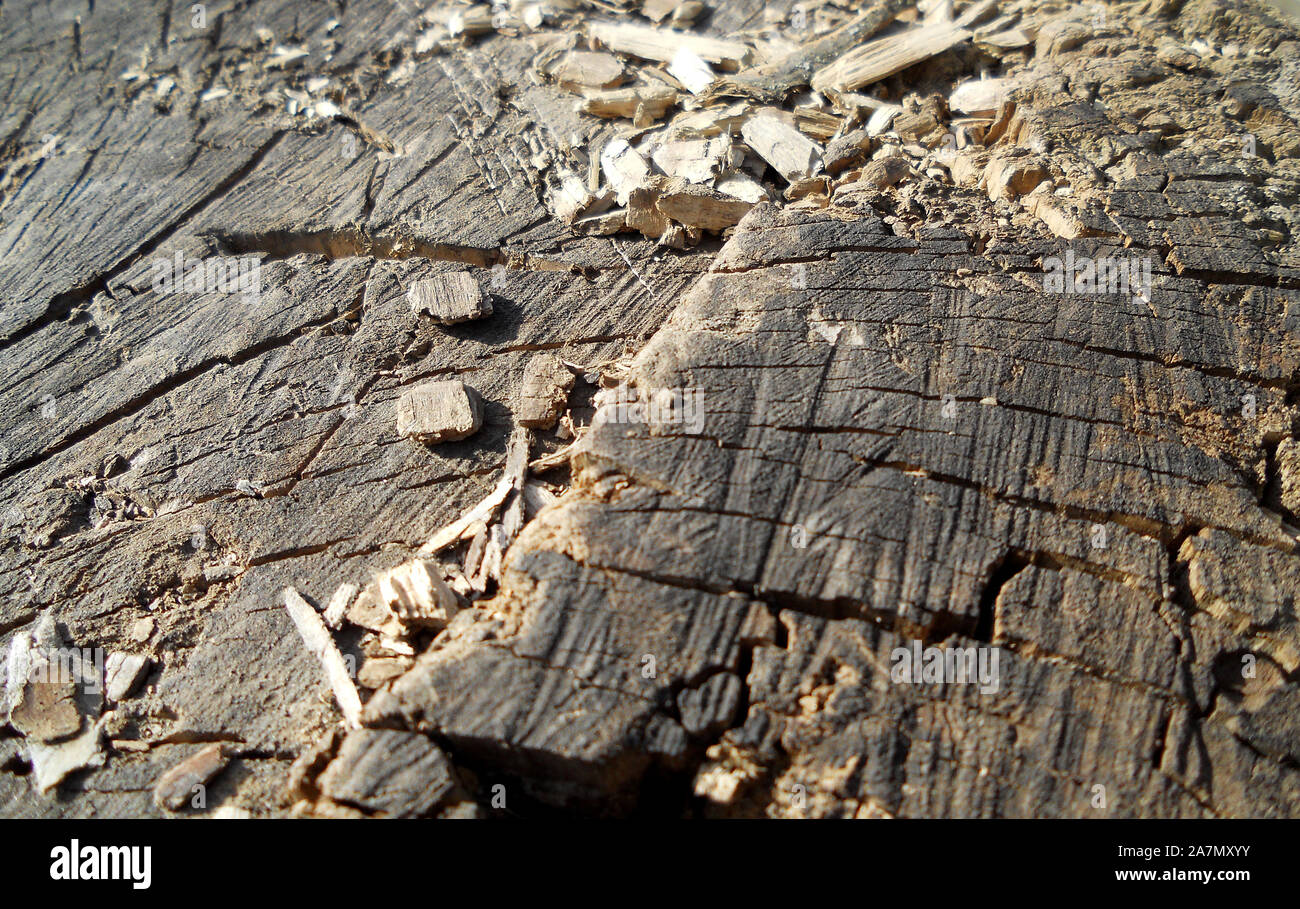 Background texture brown wood, closeup fracture. Fracture consisting of ...