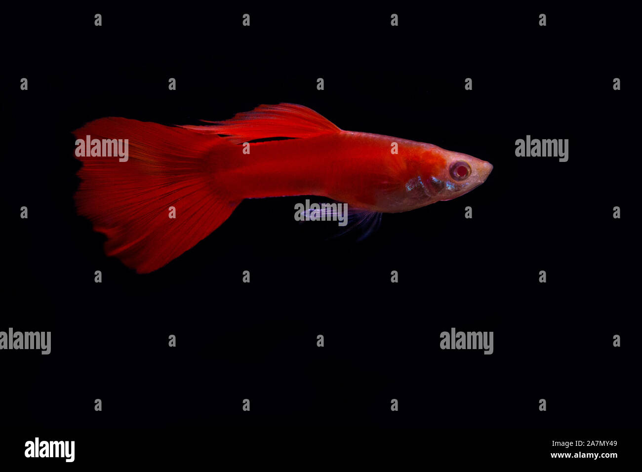 Albino red guppy Stock Photo - Alamy