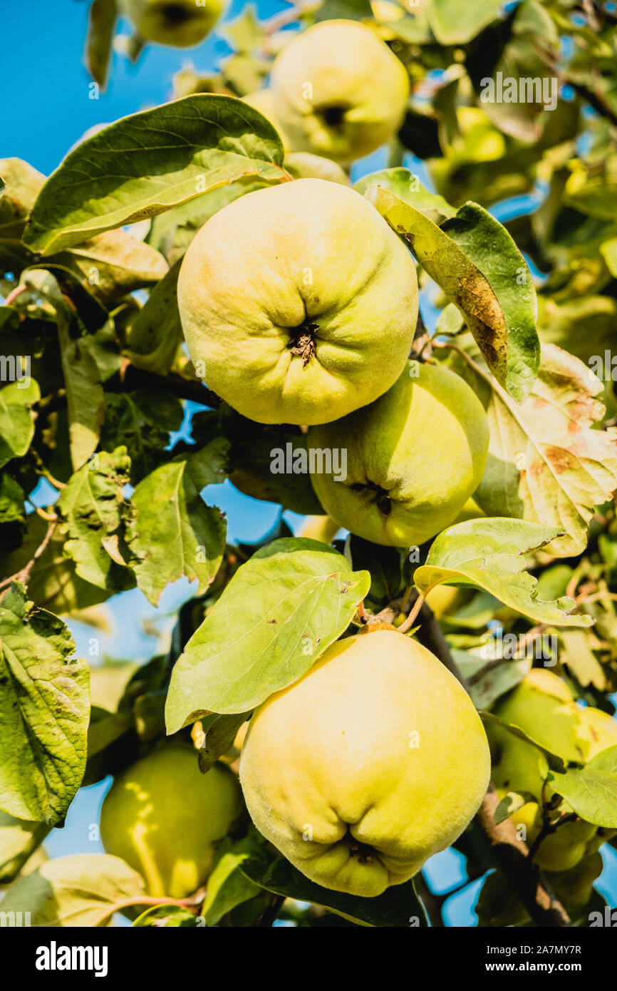 Ripe quince hi-res stock photography and images - Alamy