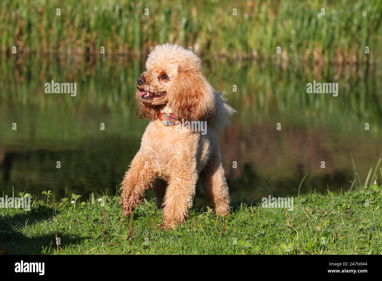 Parti Poodle High Resolution Stock Photography and Images - Alamy