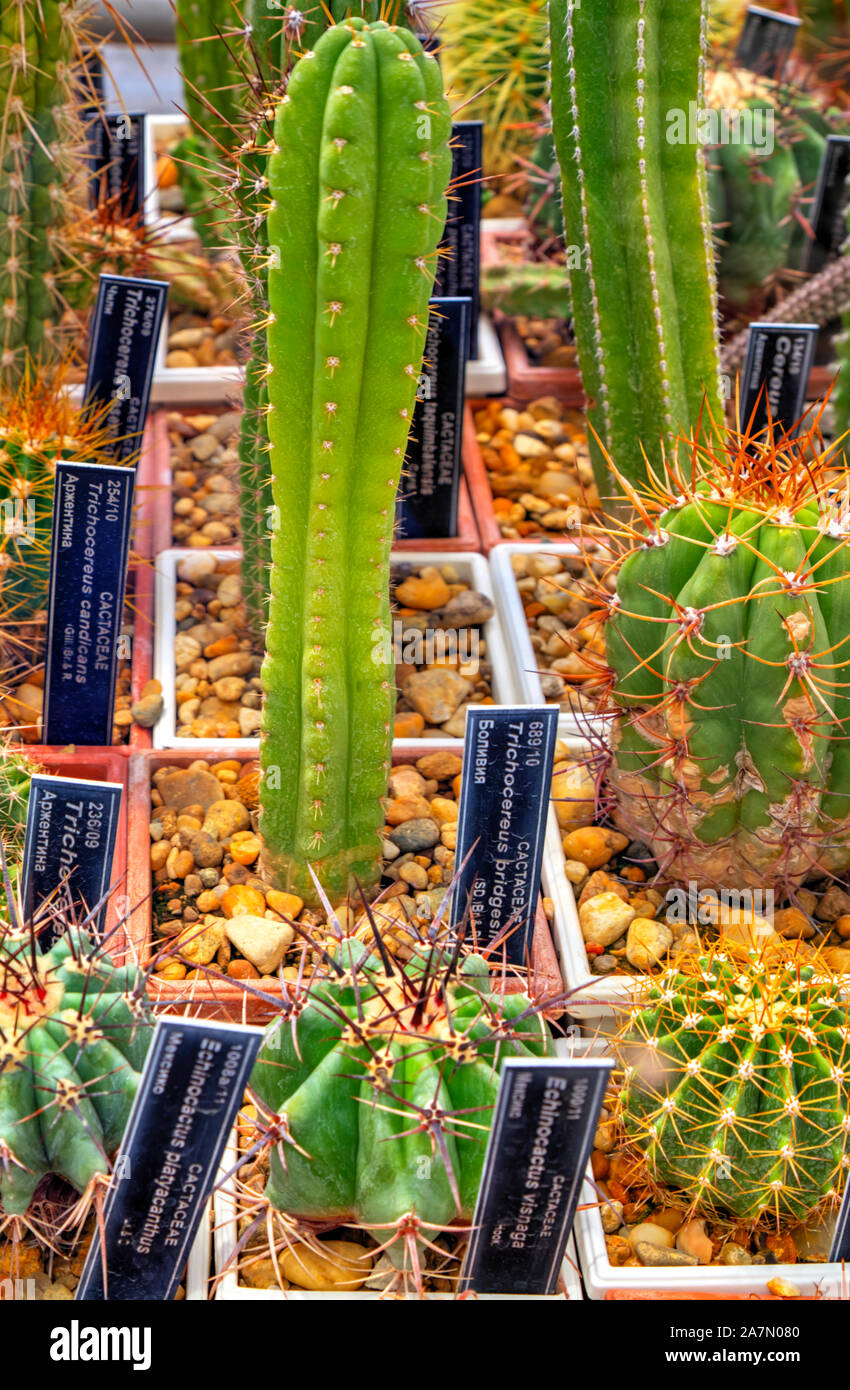 Beautiful view with variety of cactus plants in pots and labels with ...