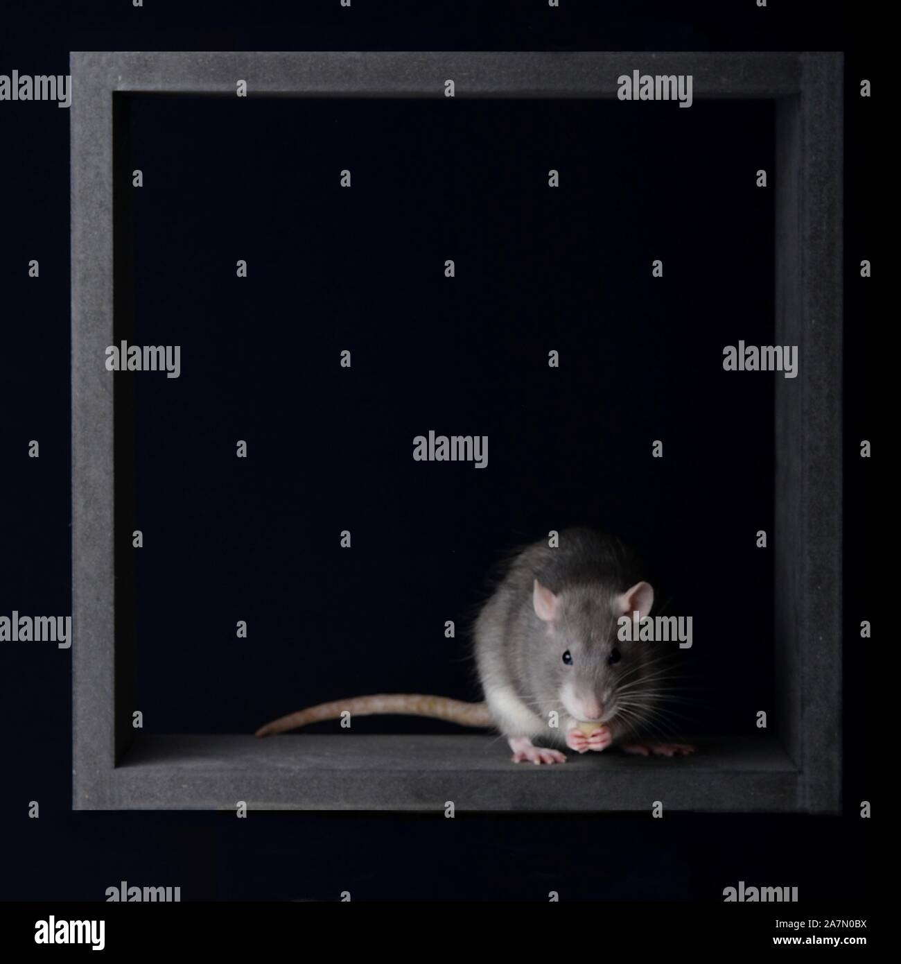 Fancyrat hi-res stock photography and images - Alamy