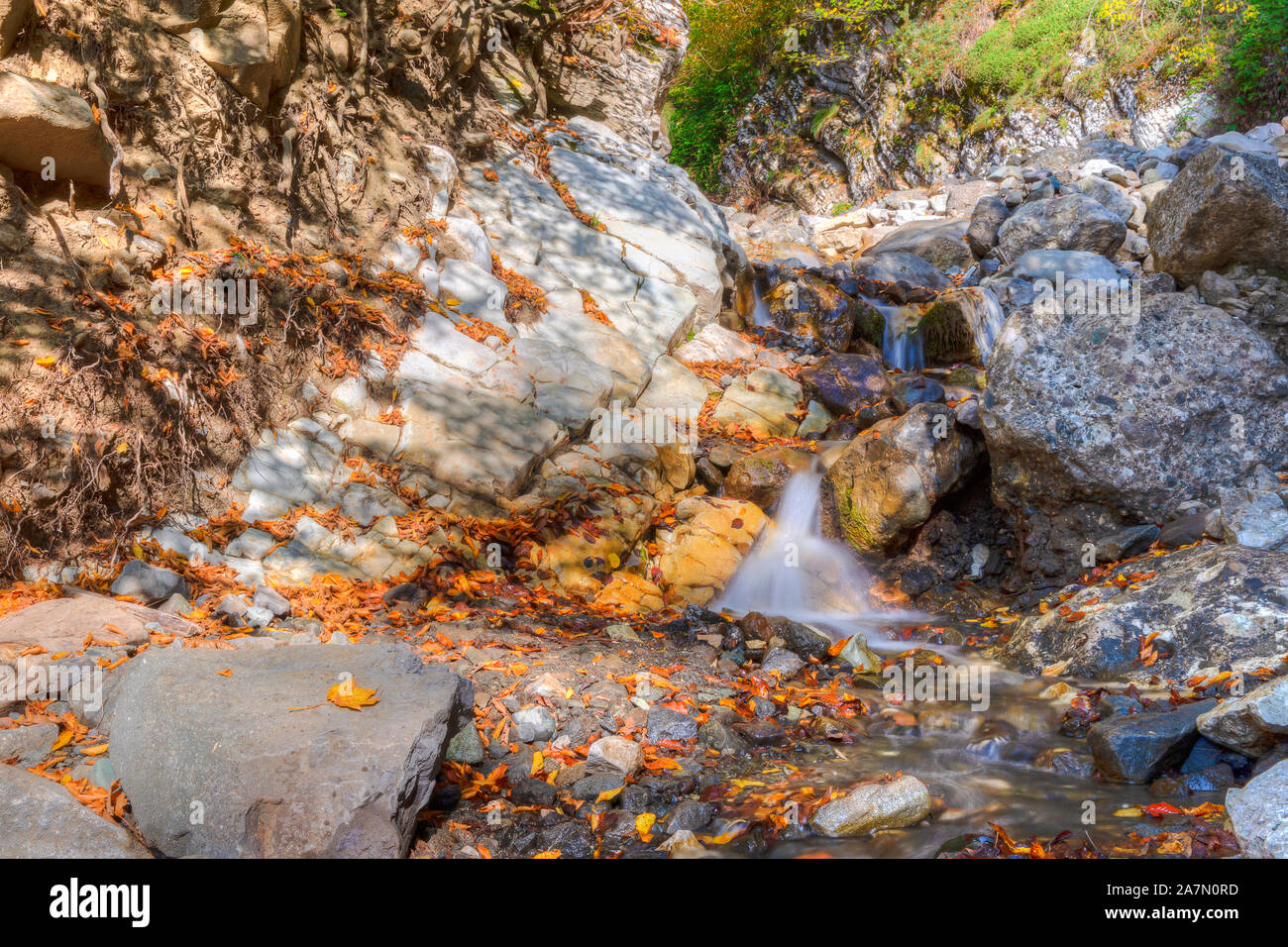 Green rivulet in forest hi-res stock photography and images - Alamy