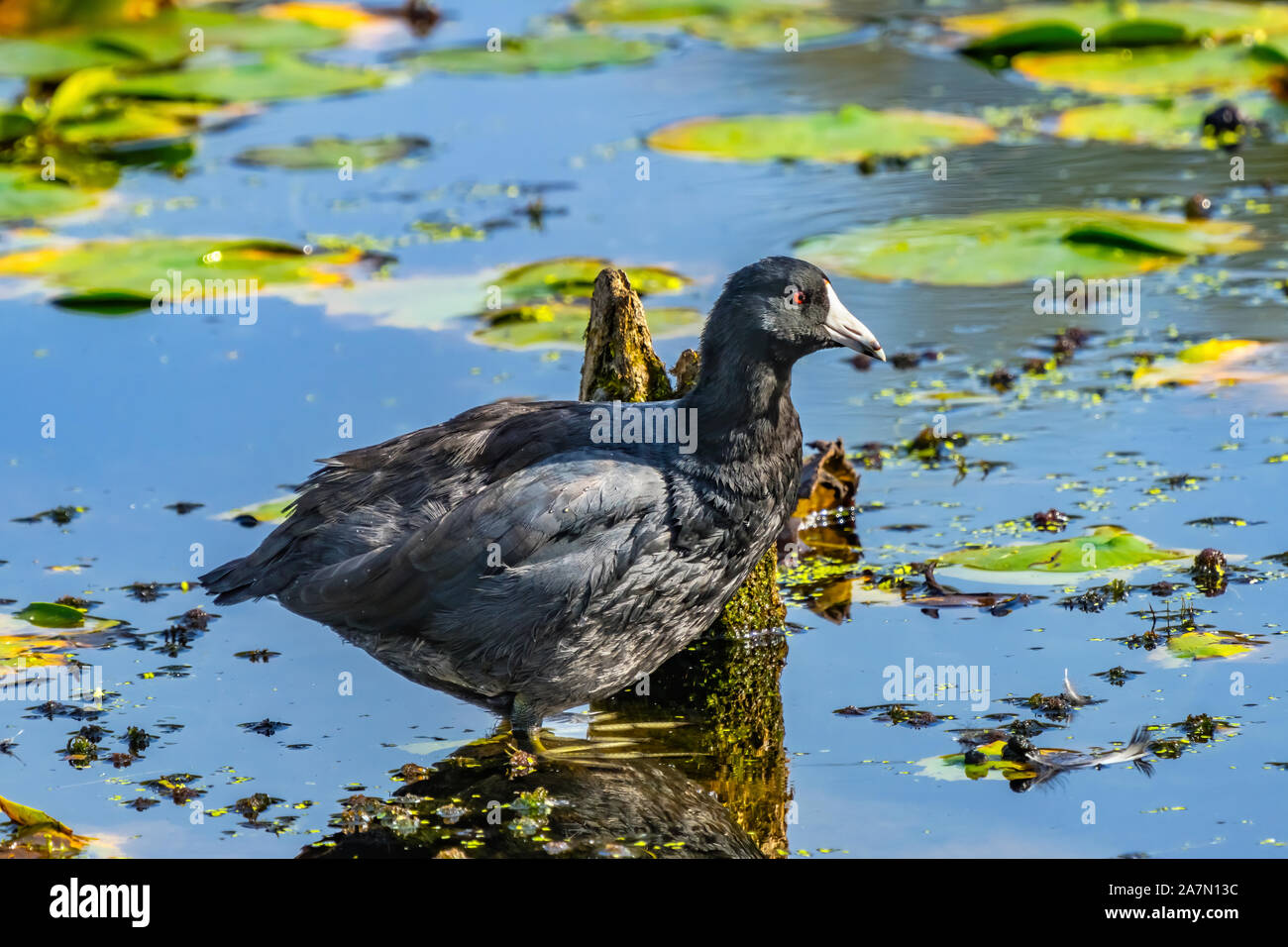 American Coot Bird Duck Mud Hen Green Lily Pads Juanita Bay Park Lake ...