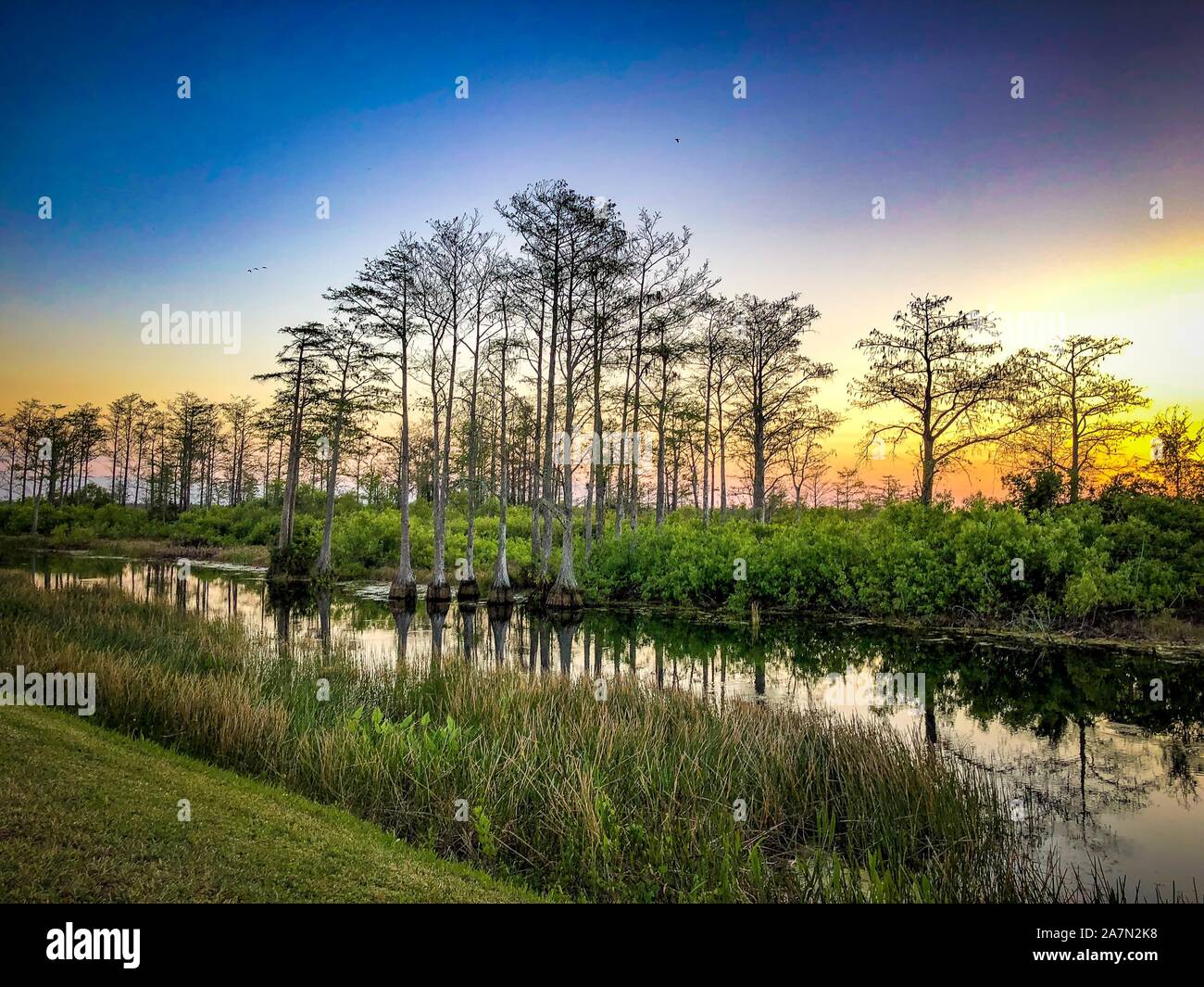 Florida Swamp - sunset and cypress trees Stock Photo - Alamy