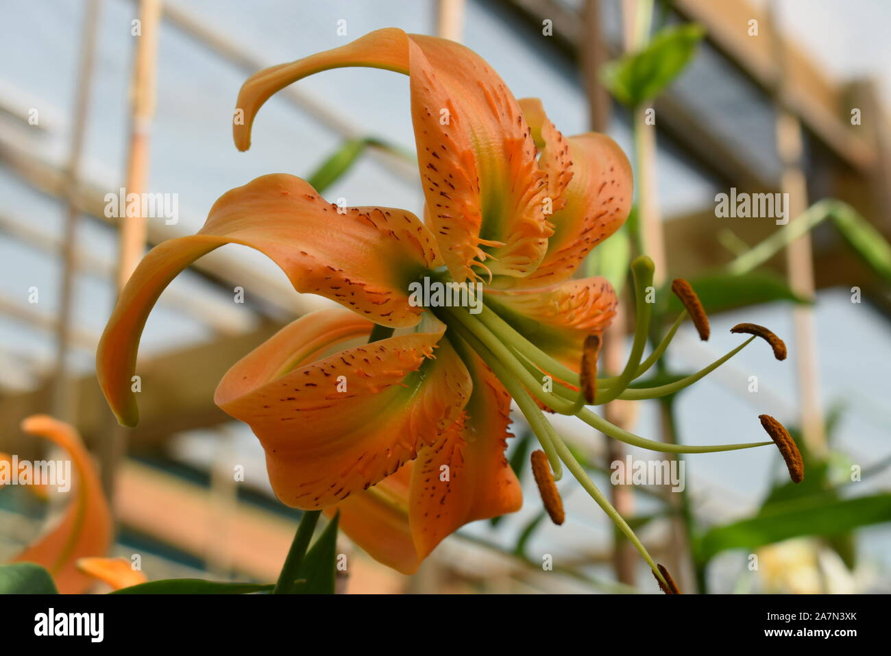 Fleur de lys symbole hi-res stock photography and images - Alamy
