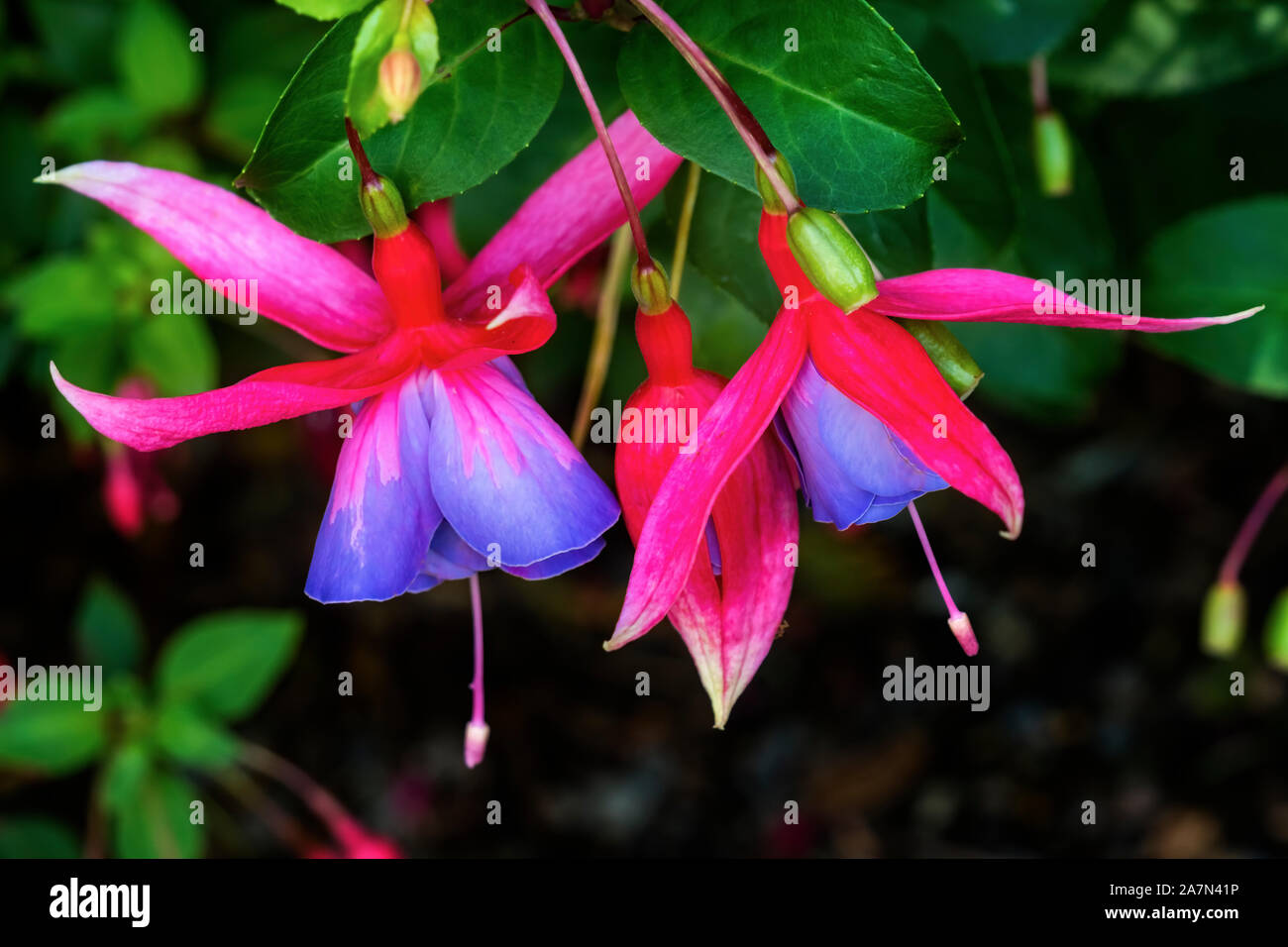 Red hardy fuchsia hi-res stock photography and images - Alamy