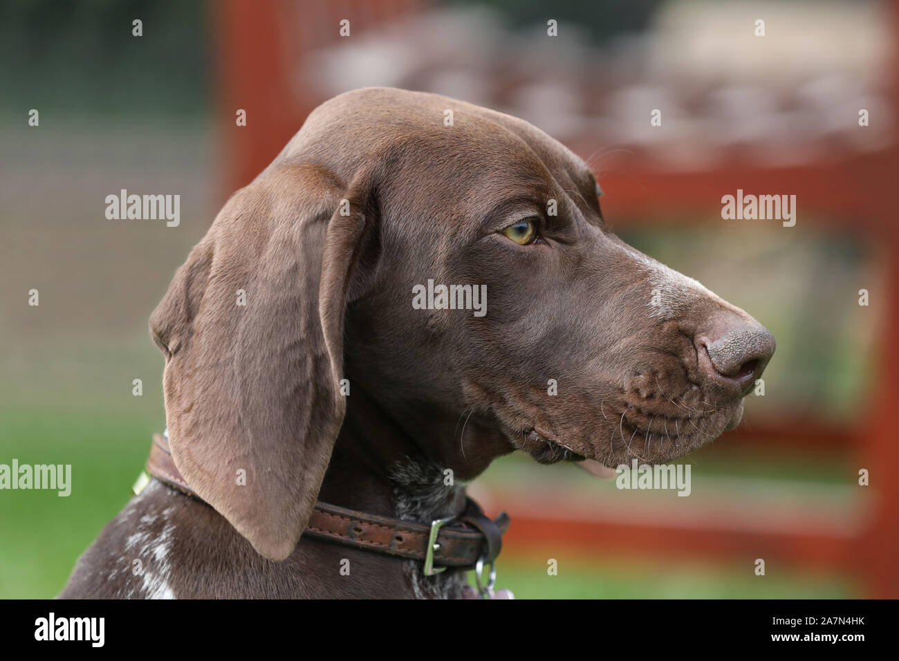 German shorthaired pointer puppy weeks hi-res stock photography and ...