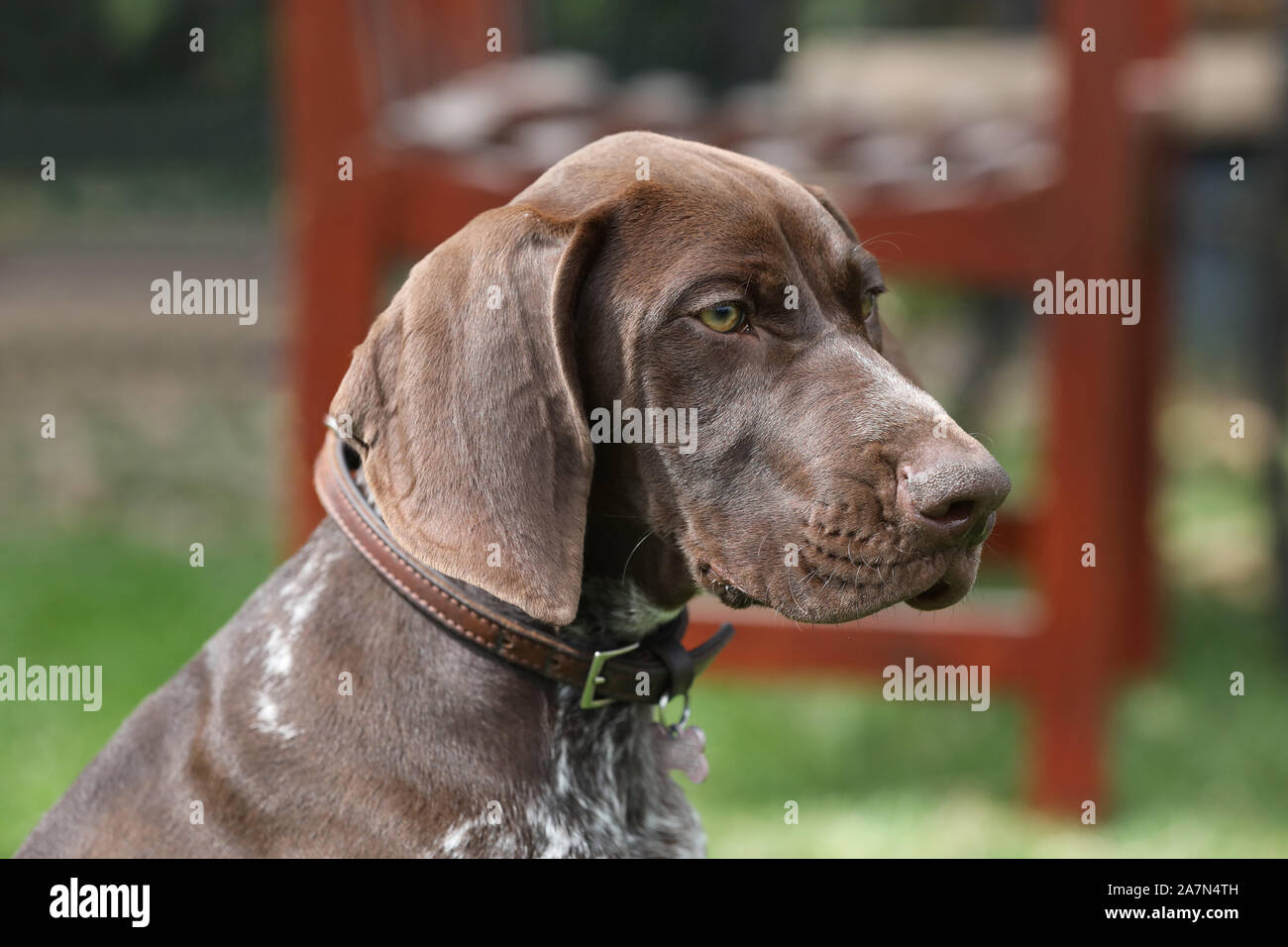 German shorthaired pointer puppy weeks hi-res stock photography and ...