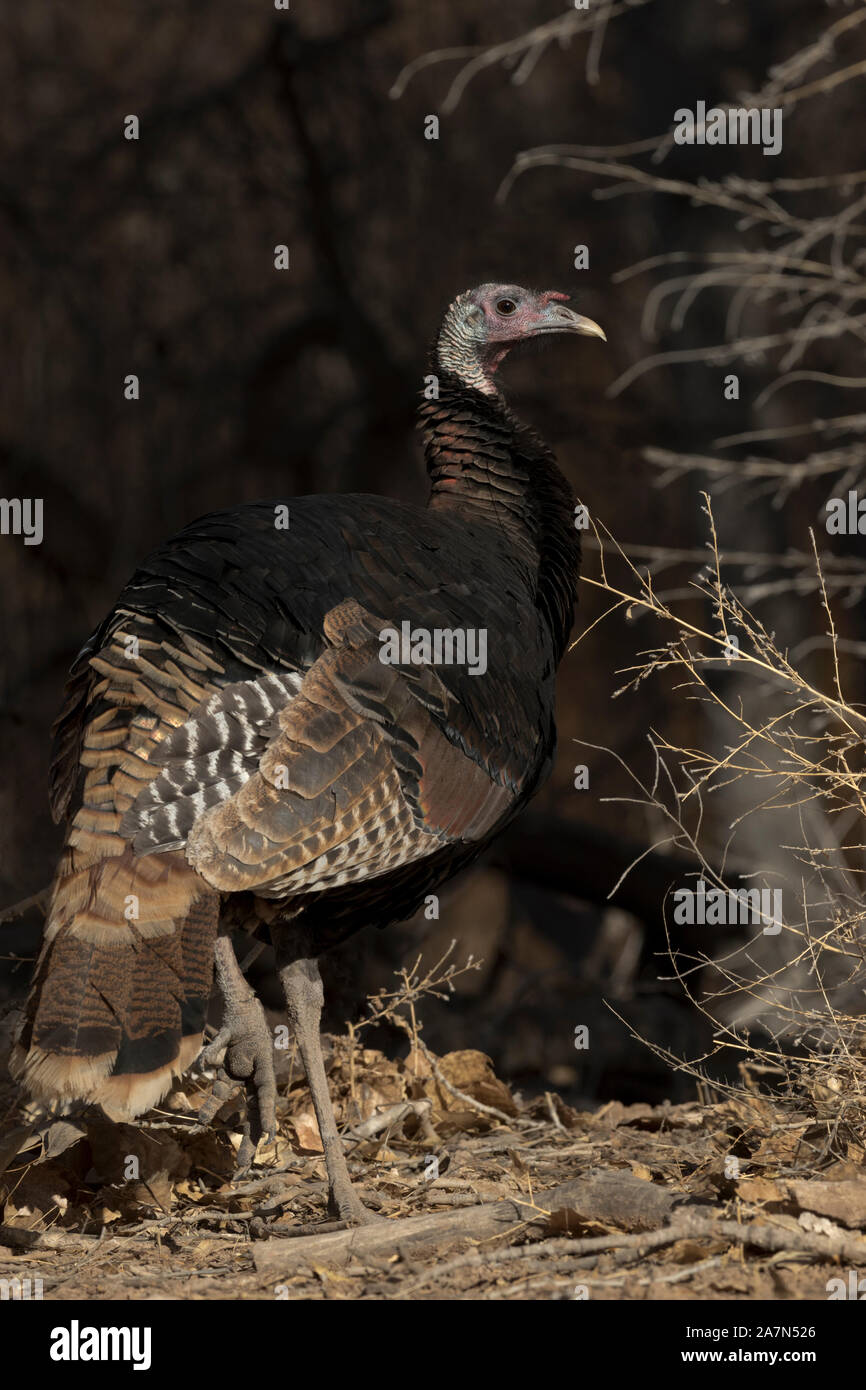Autumn turkey in sunlight before entering forest shadows. Vertical ...