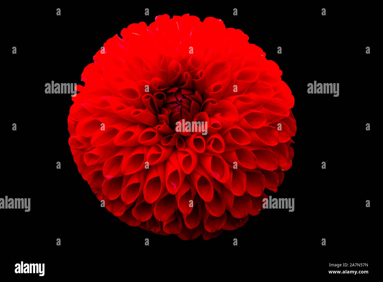 Red Pompon Dahlia Blooming Macro. Dahlia named Boom Boom Stock Photo ...