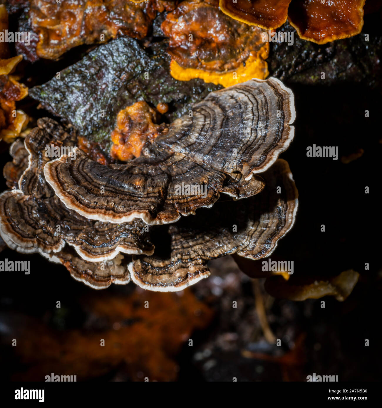 Turkey-tail fungus (Trametes versicolor) growing on a dead tree in ...