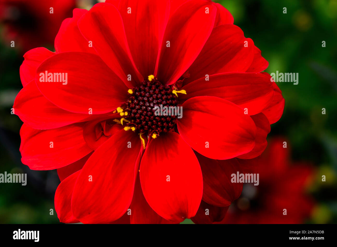 Red Black Single Dahlia Blooming Macro. Dahlia named Happy Single Romeo ...