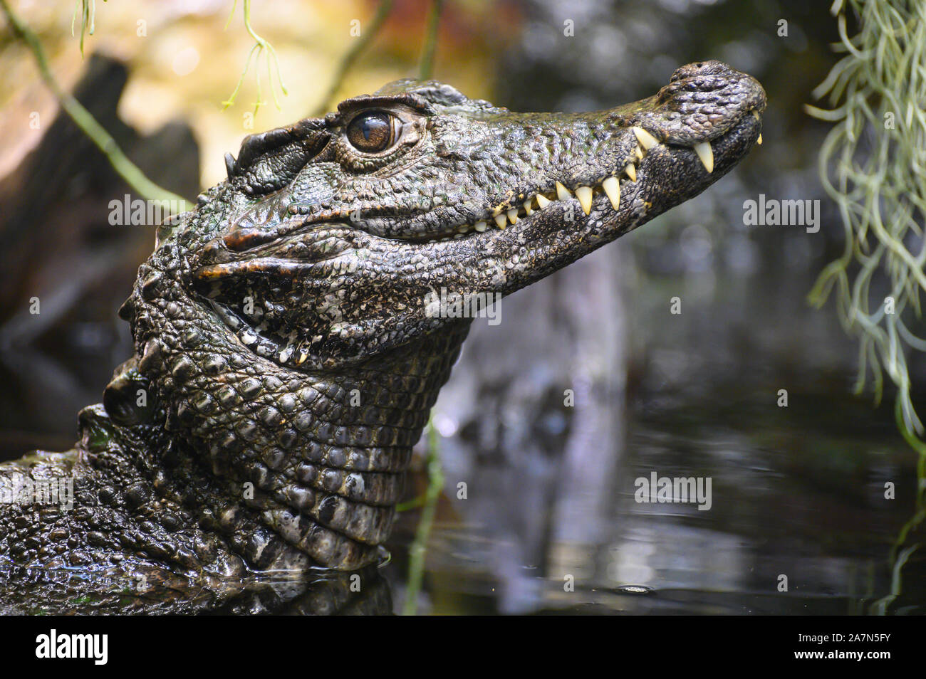 a ferocious alligator camouflaged in a swamp of rainforest looks for a ...