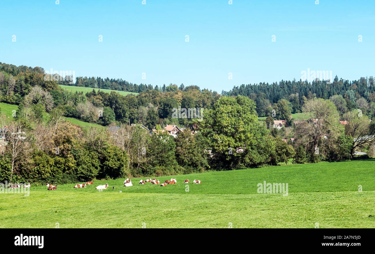 Vosges cattle hi-res stock photography and images - Alamy