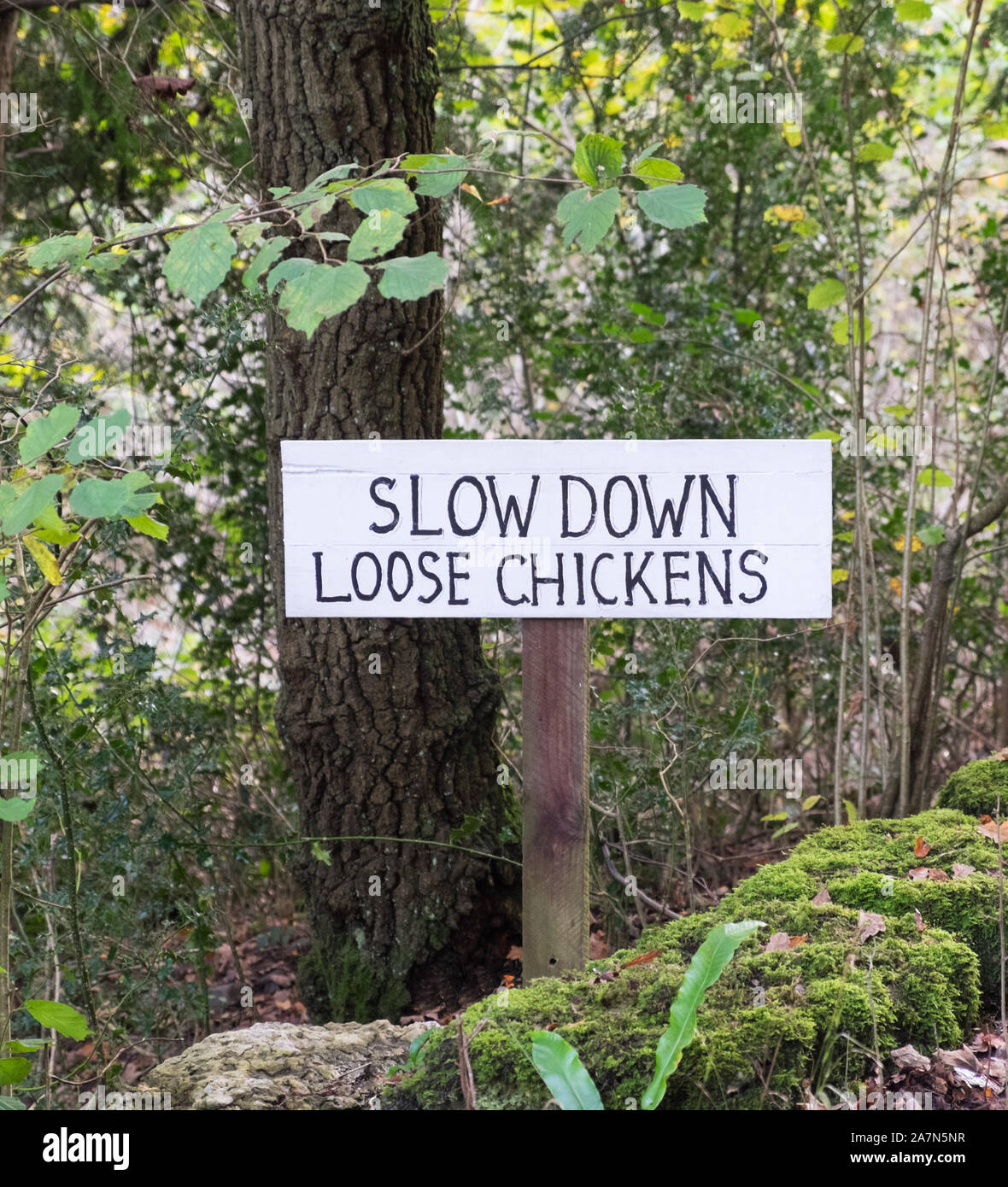 Loose Chickens Warning Sign Stock Photo - Alamy