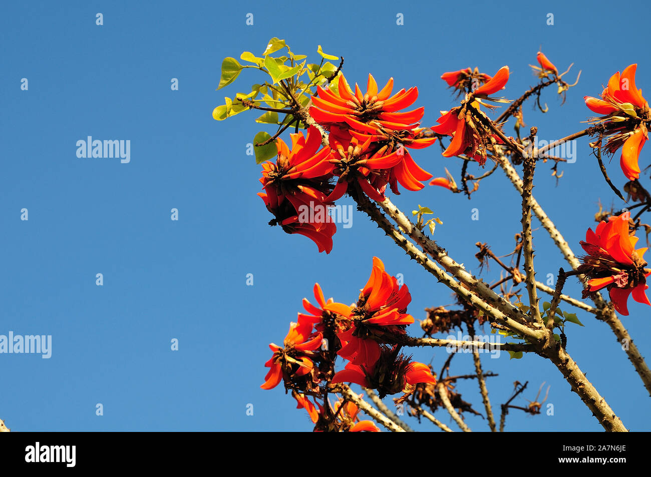 flowering erythrina tree with thorny twigs and flame red petals at ...