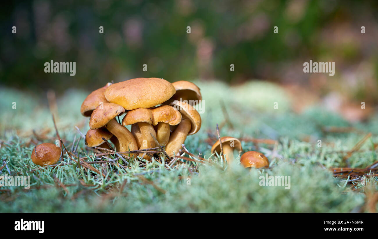 Jersey cow mushroom (Suillus bovinus) on the forest floor in autumn ...