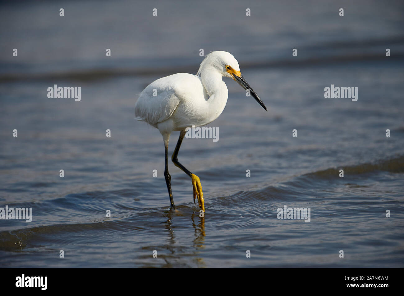 Snowy Egret (Egretta thula) foraging along Lake Chapala, Ajijic ...