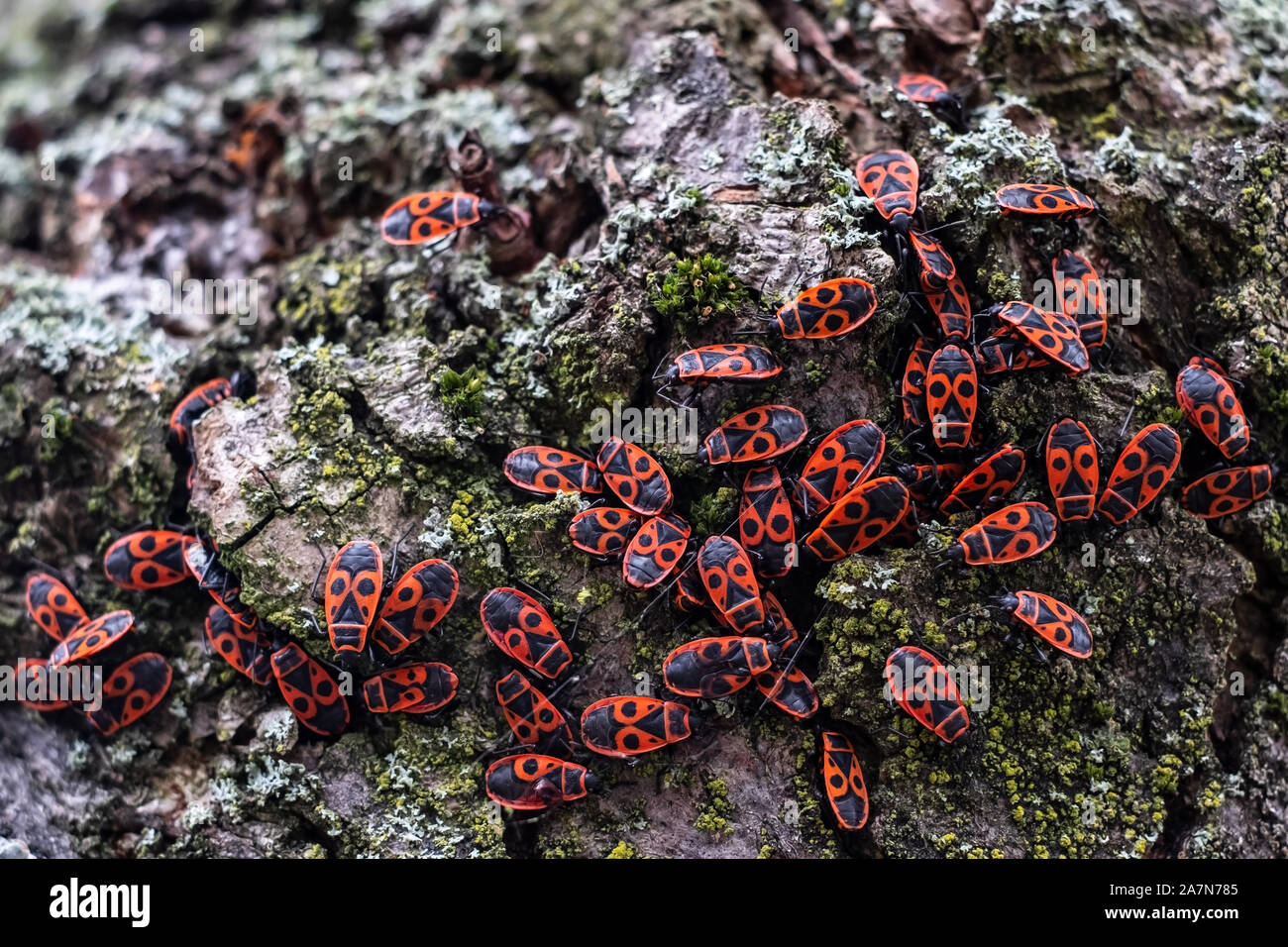 A lot of red black bugs Scantius aegyptius on a white background Stock ...