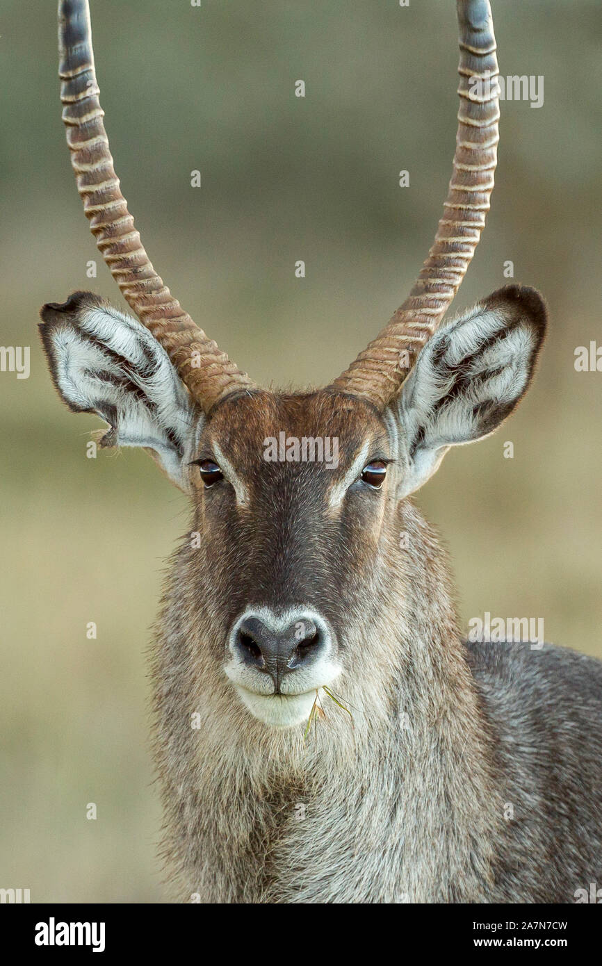 A single Waterbuck male close and face on, portrait format, Ol Pejeta ...