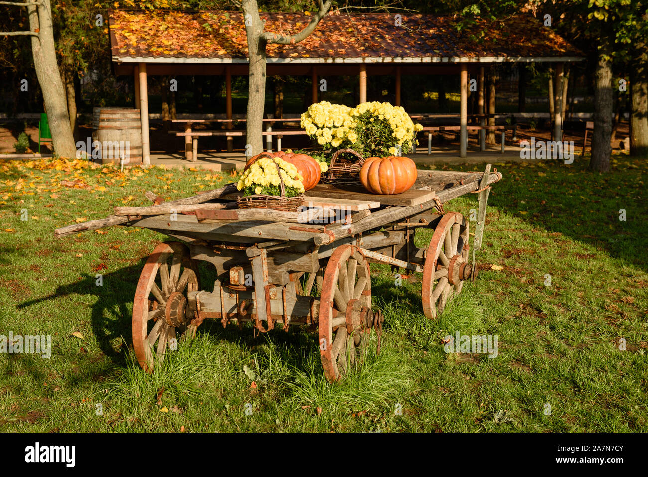 Wooden cart with autumn fruits. Autumn harvest festival - old cart with ...