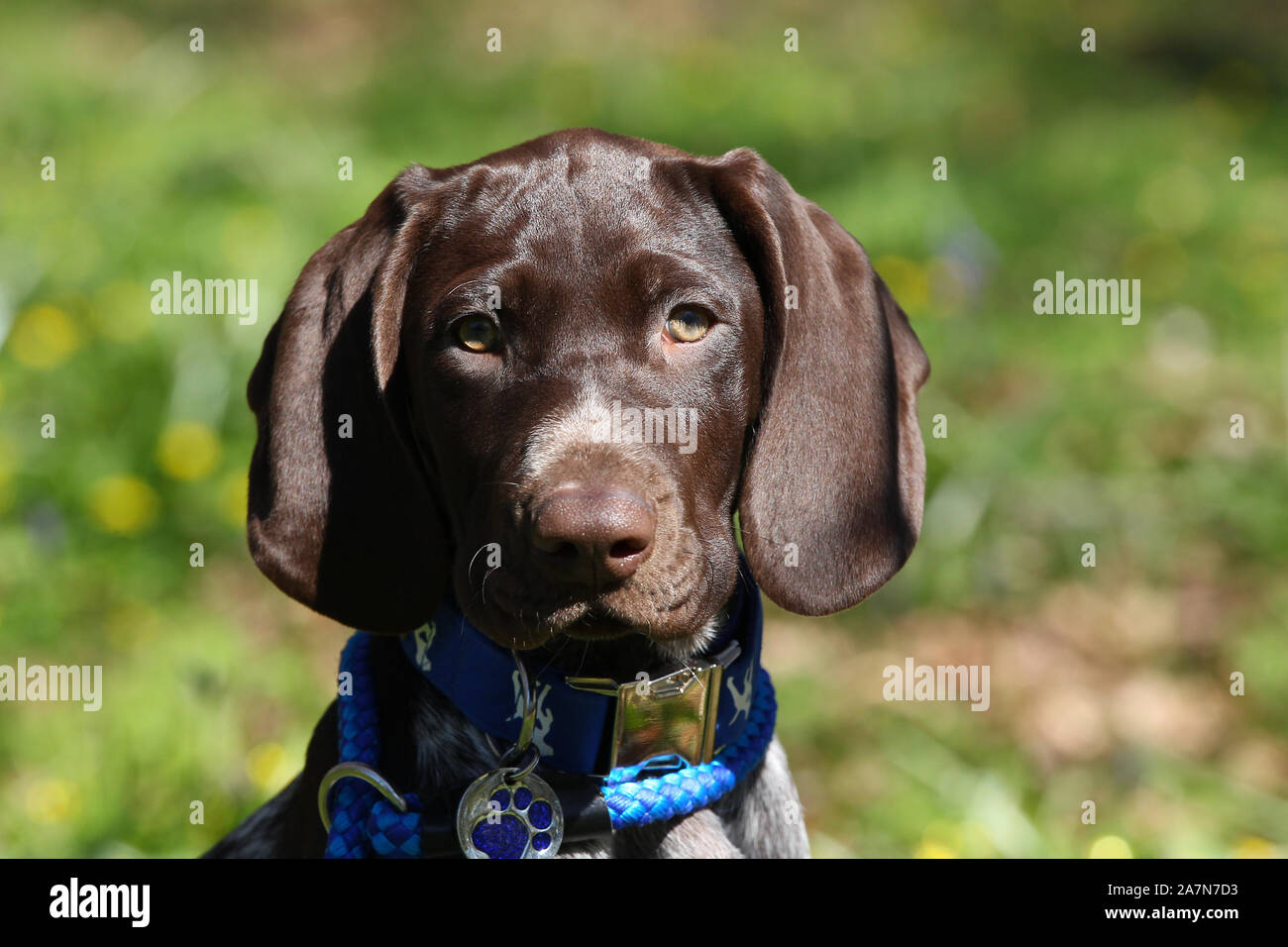 German shorthaired pointer puppy weeks hi-res stock photography and ...
