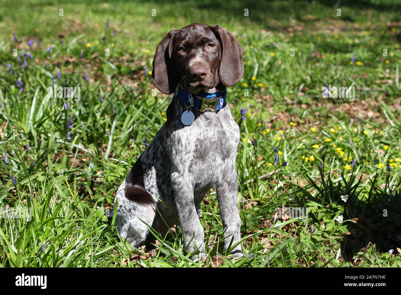 German shorthaired pointer puppy weeks hi-res stock photography and ...