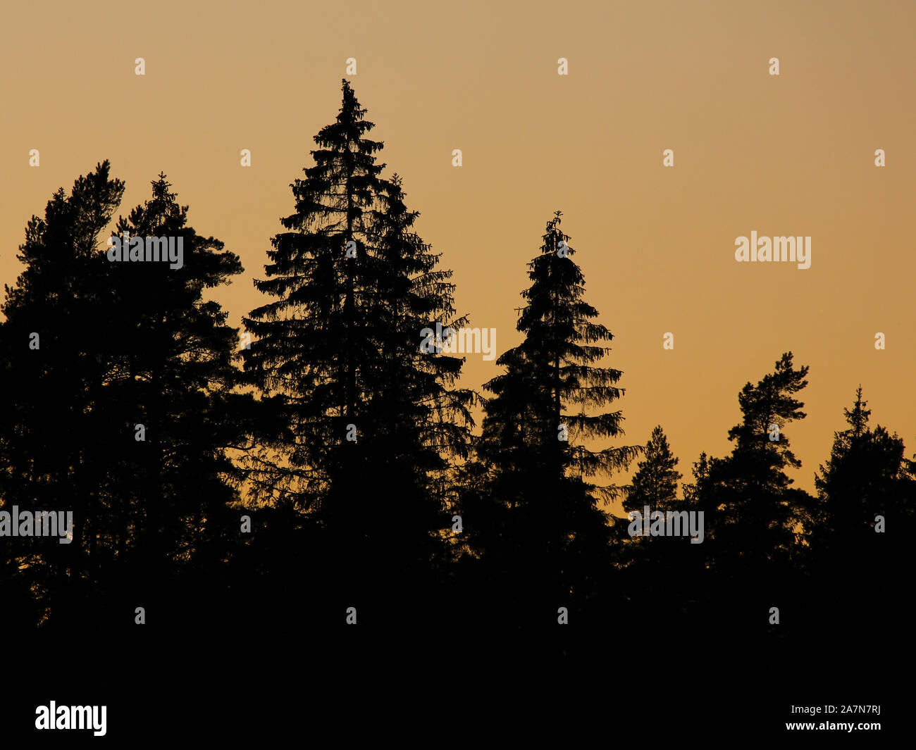 Outlines of trees in a forest at sunset. Evening scene in Dalsland ...