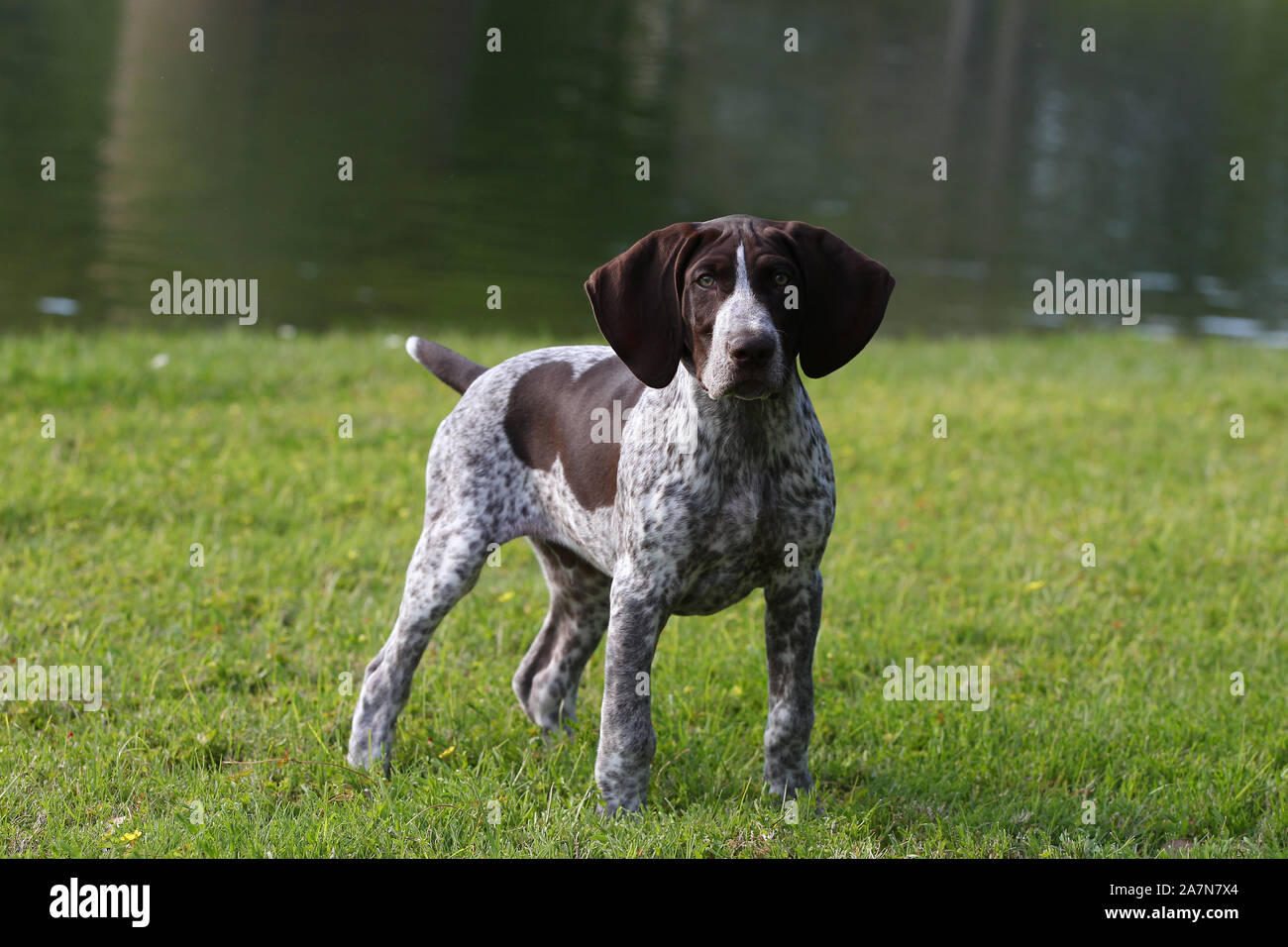 German shorthaired pointer puppy weeks hi-res stock photography and ...