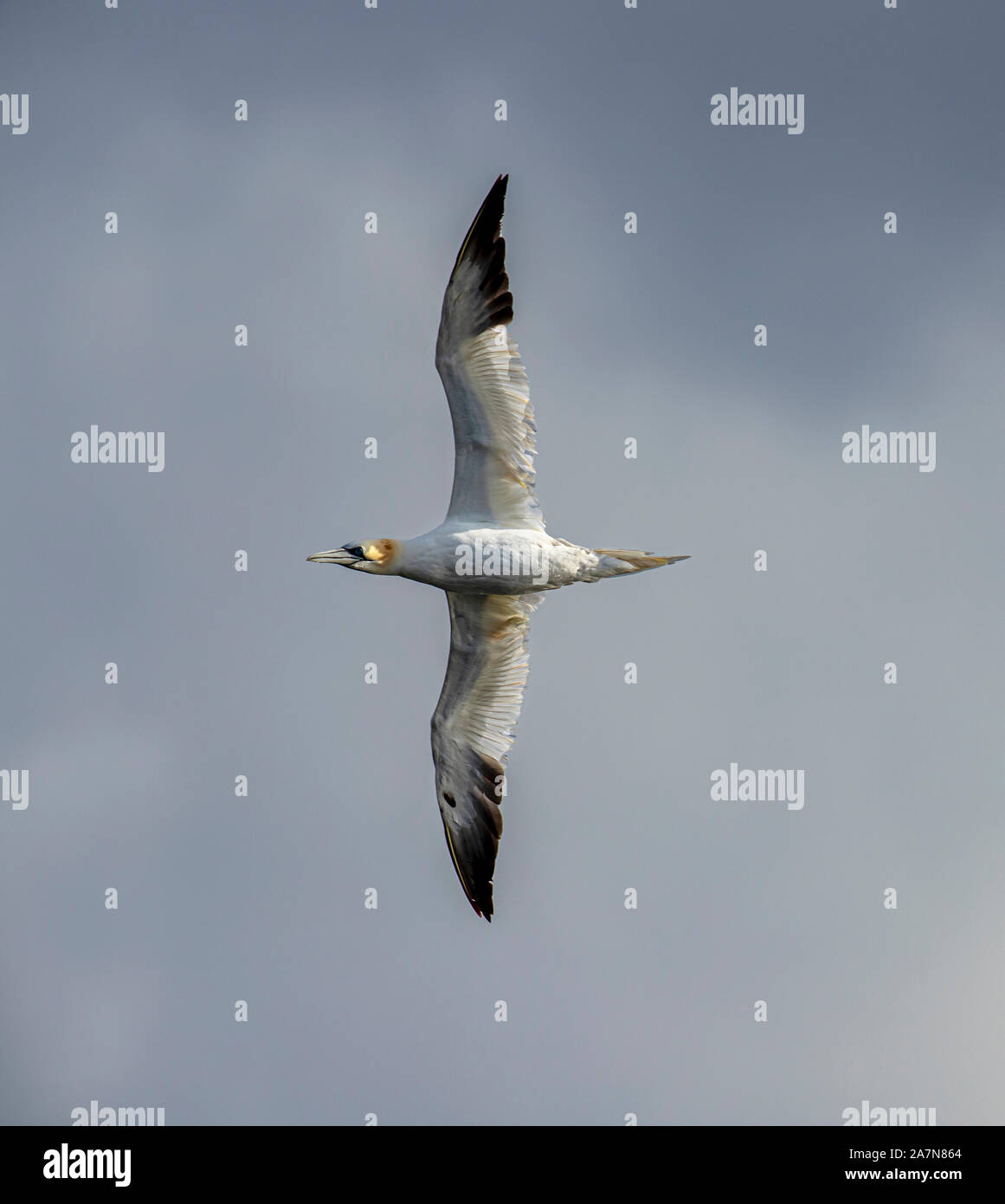 Gannet in flight, taken in the Shetland Islands, Scotland Stock Photo ...