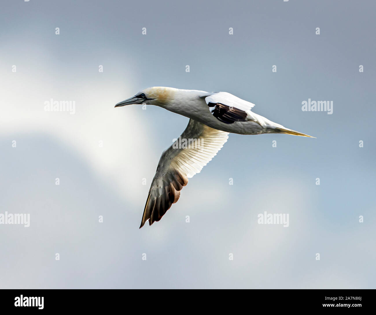 Shetland birds flight hi-res stock photography and images - Alamy